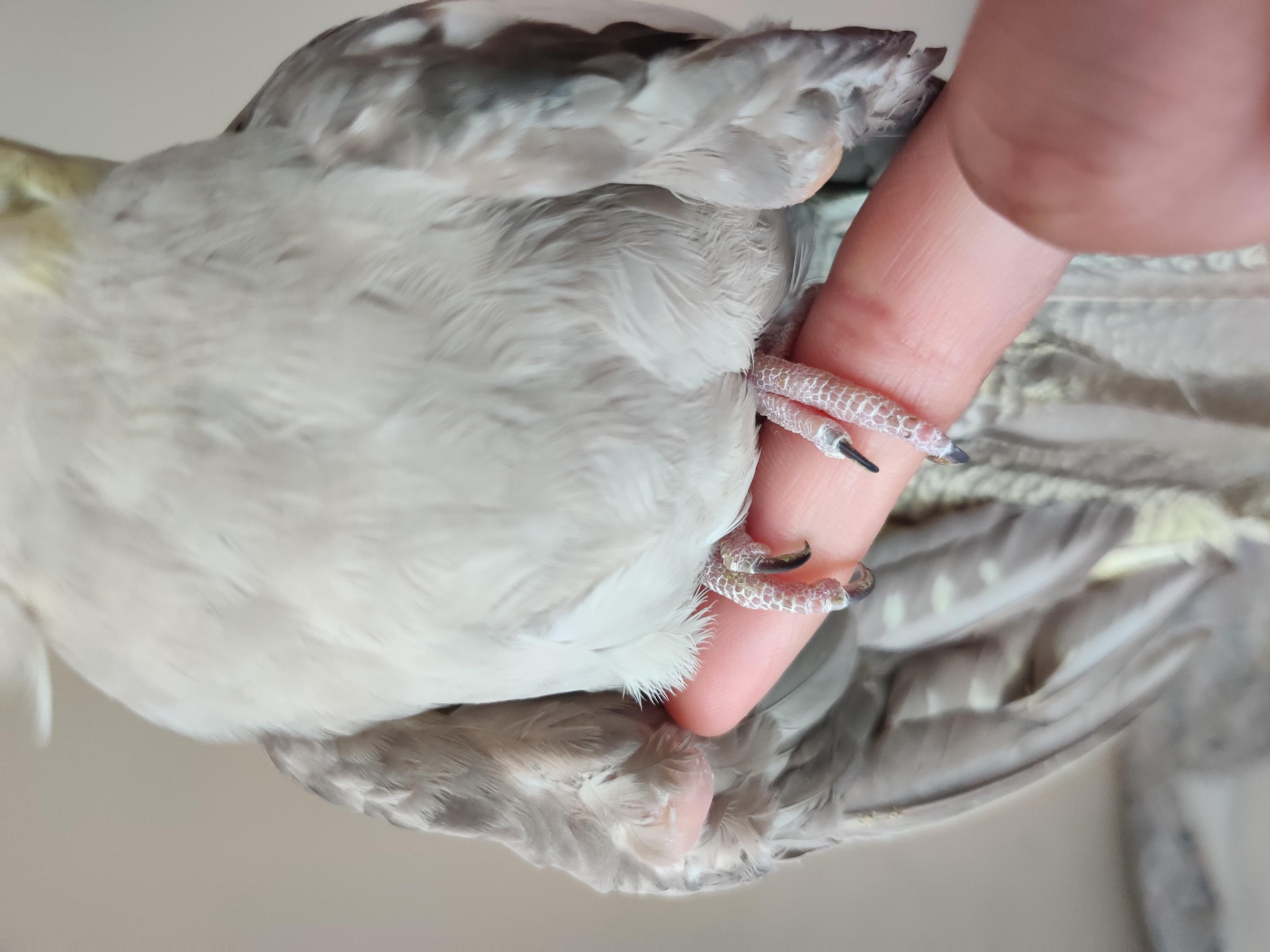 My Bird Has Lumps on Wings: Are They Cysts or Other Causes? | Petco