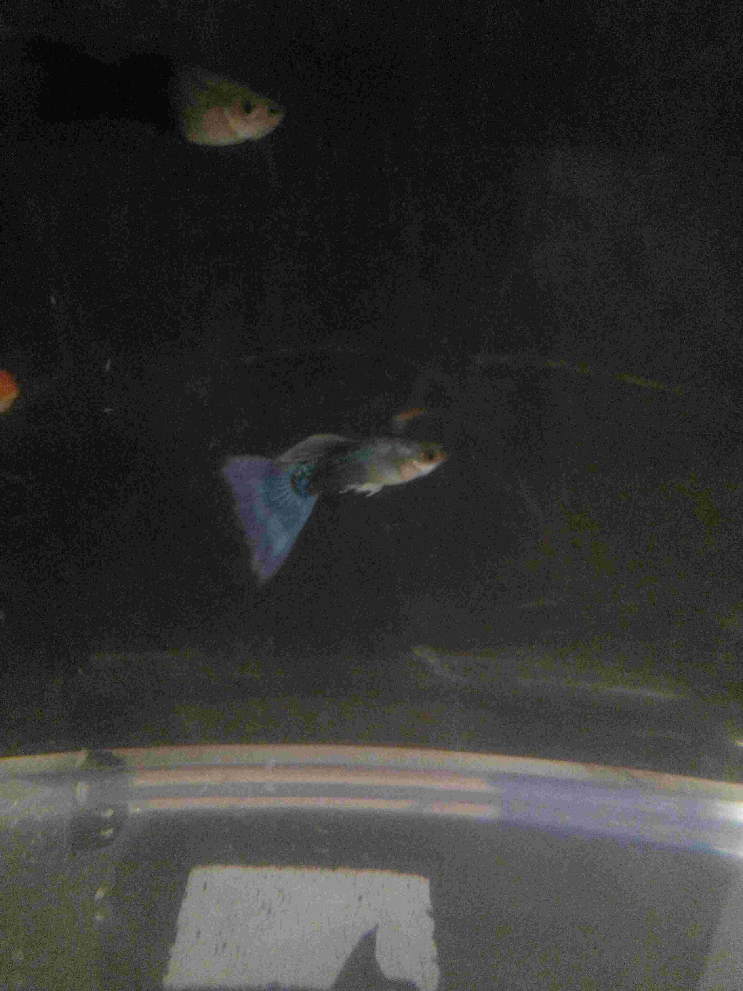 Why is my active fish suddenly lethargic and won't eat? Is it sick? | Petco