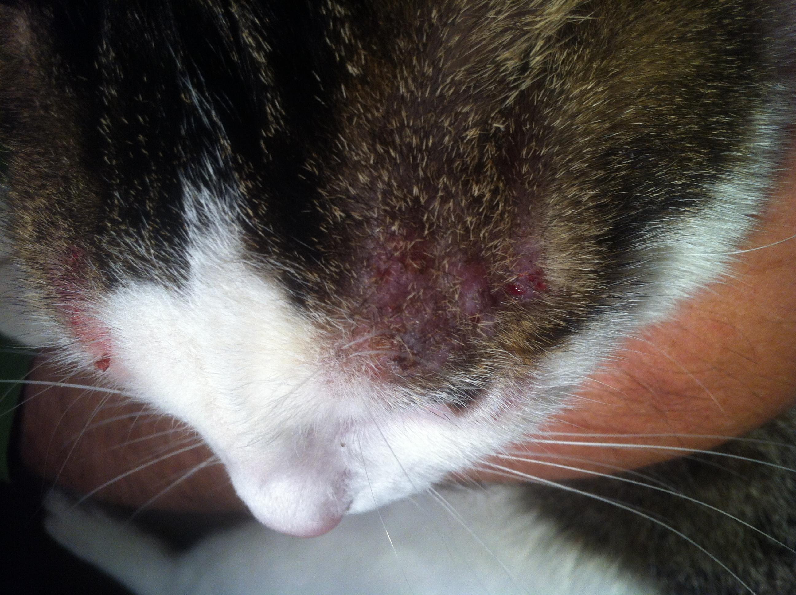 Why Won't My Cat's Chronic Skin Rashes & Itching Go Away? | Petco