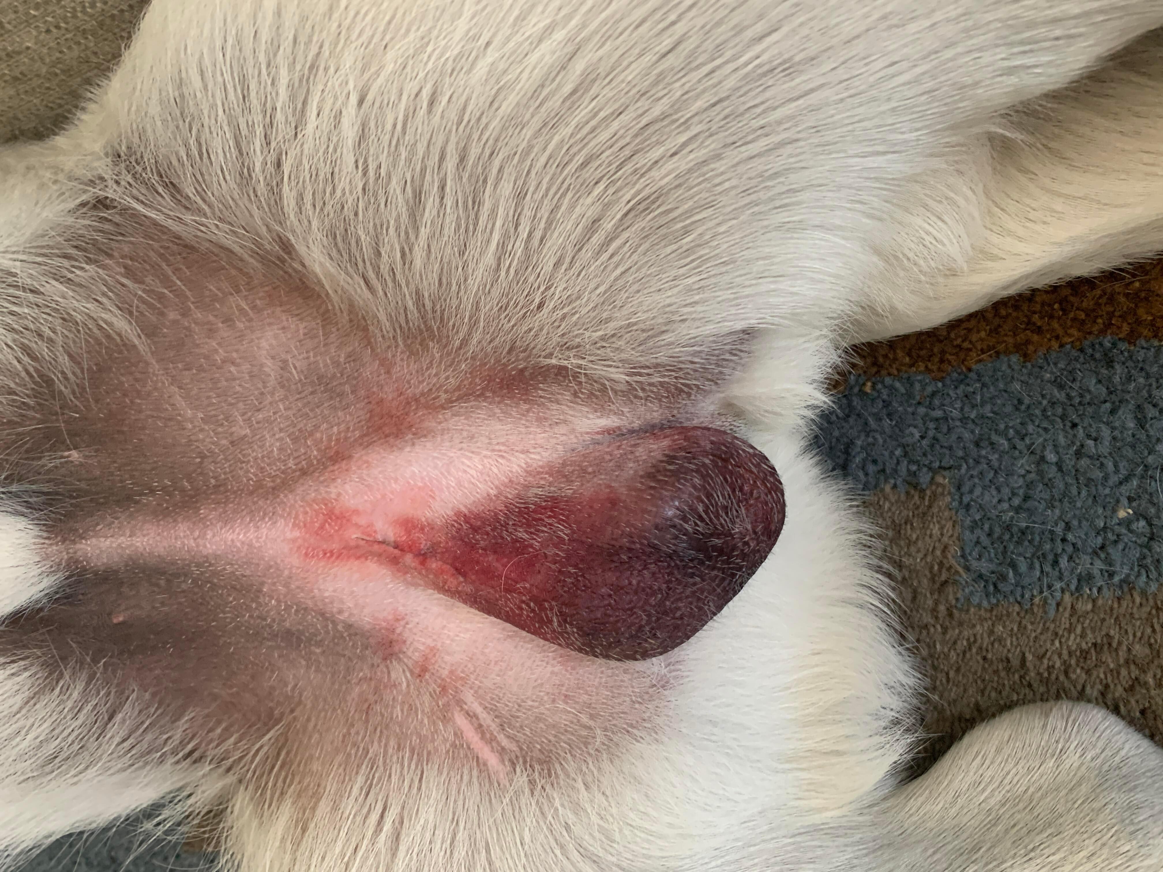 Is Your Dog's Neuter Site Red/Swollen? Normal or Infected? | Petco
