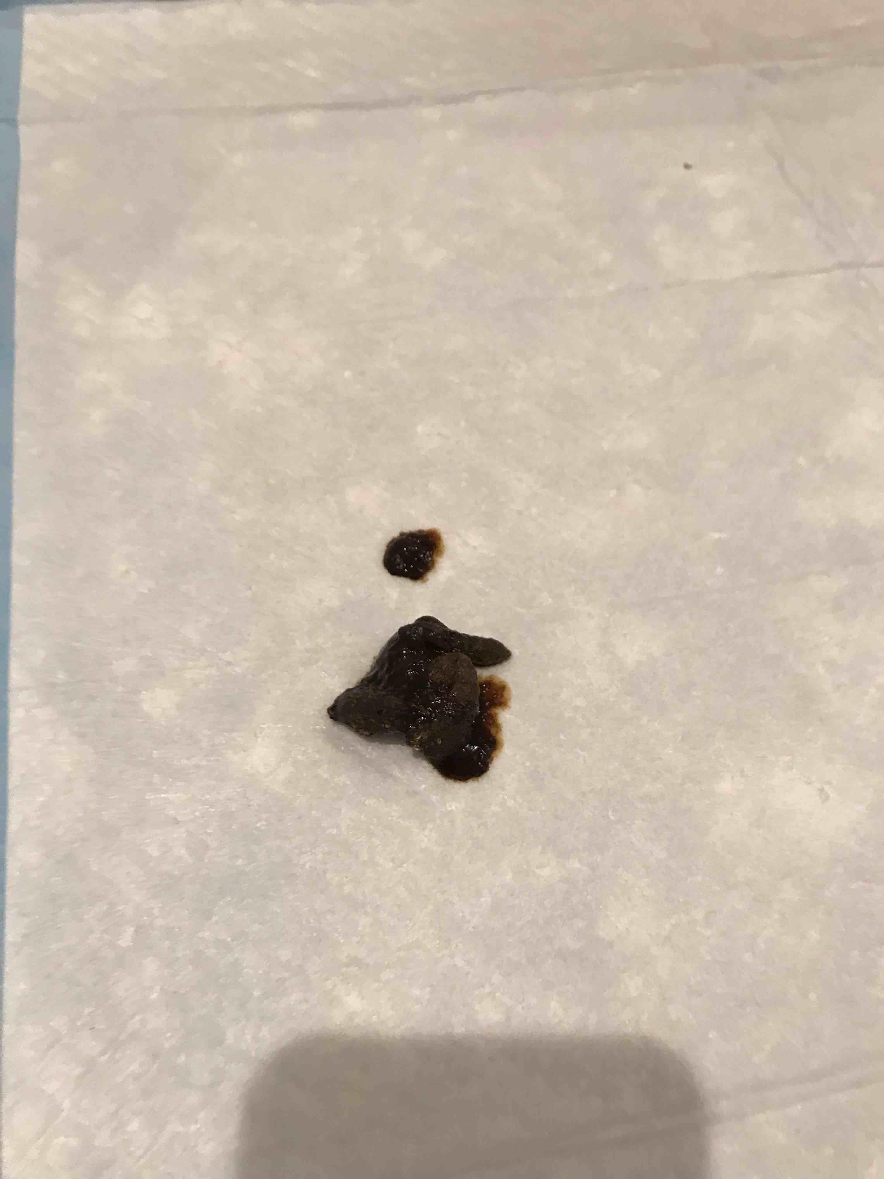Is my puppy's black, tarry stool from blood or amoxicillin meds? | Petco
