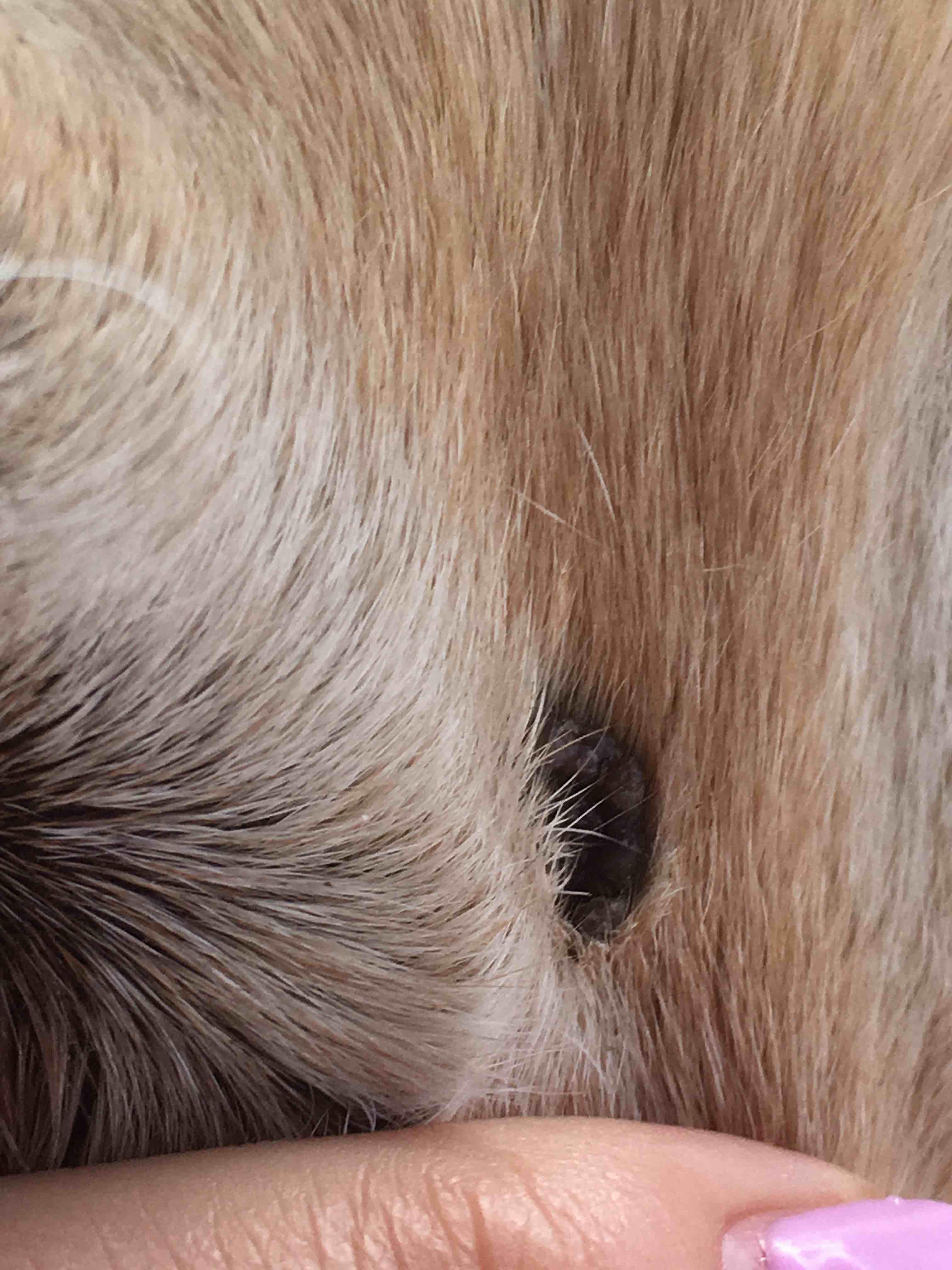 Is that black bump on your dog's face a bug bite or tumor? | Petco