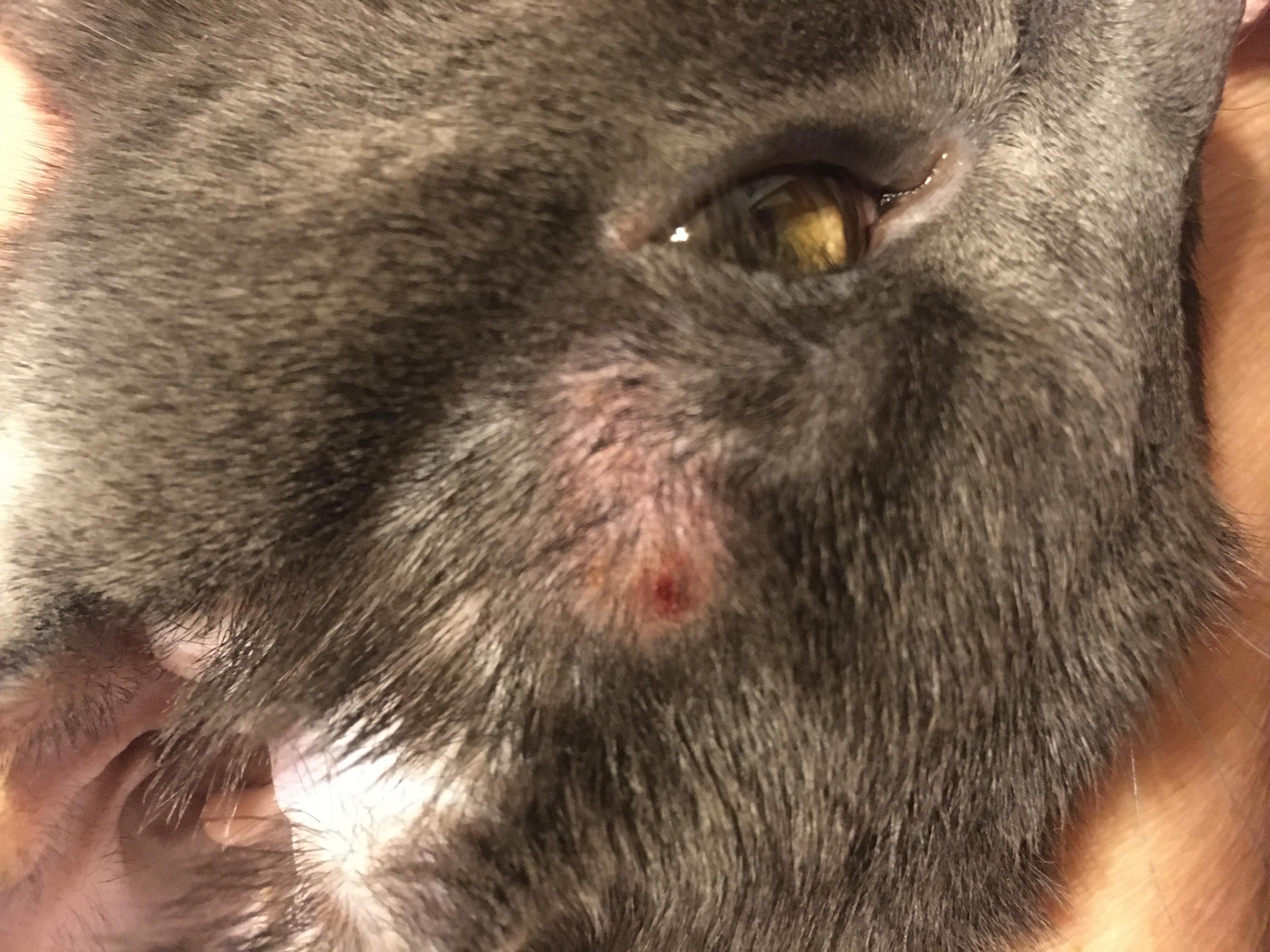 My Kitten Has a Scabby Bump: Stop Scratching & Heal It | Petco