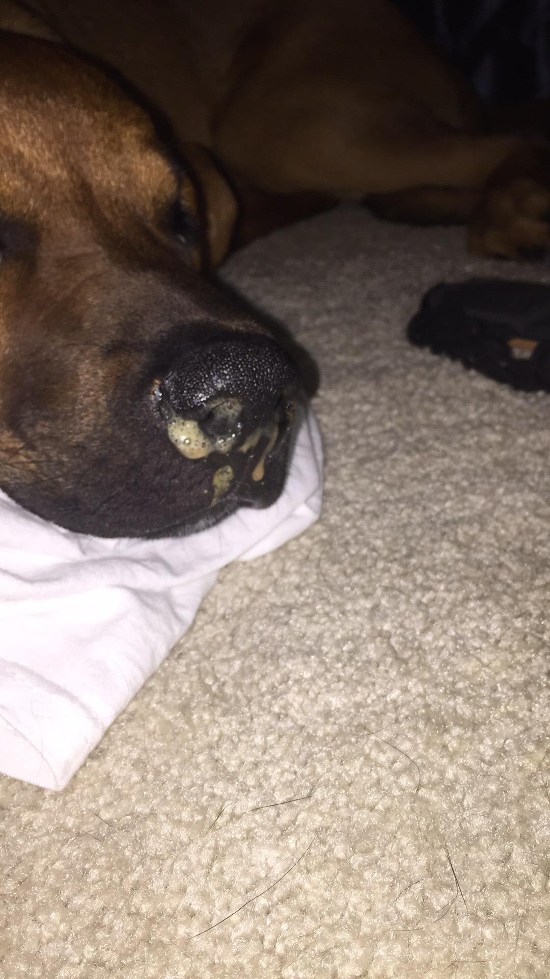 My dog has yellow snot, coughs, and no energy. What should I do? | Petco