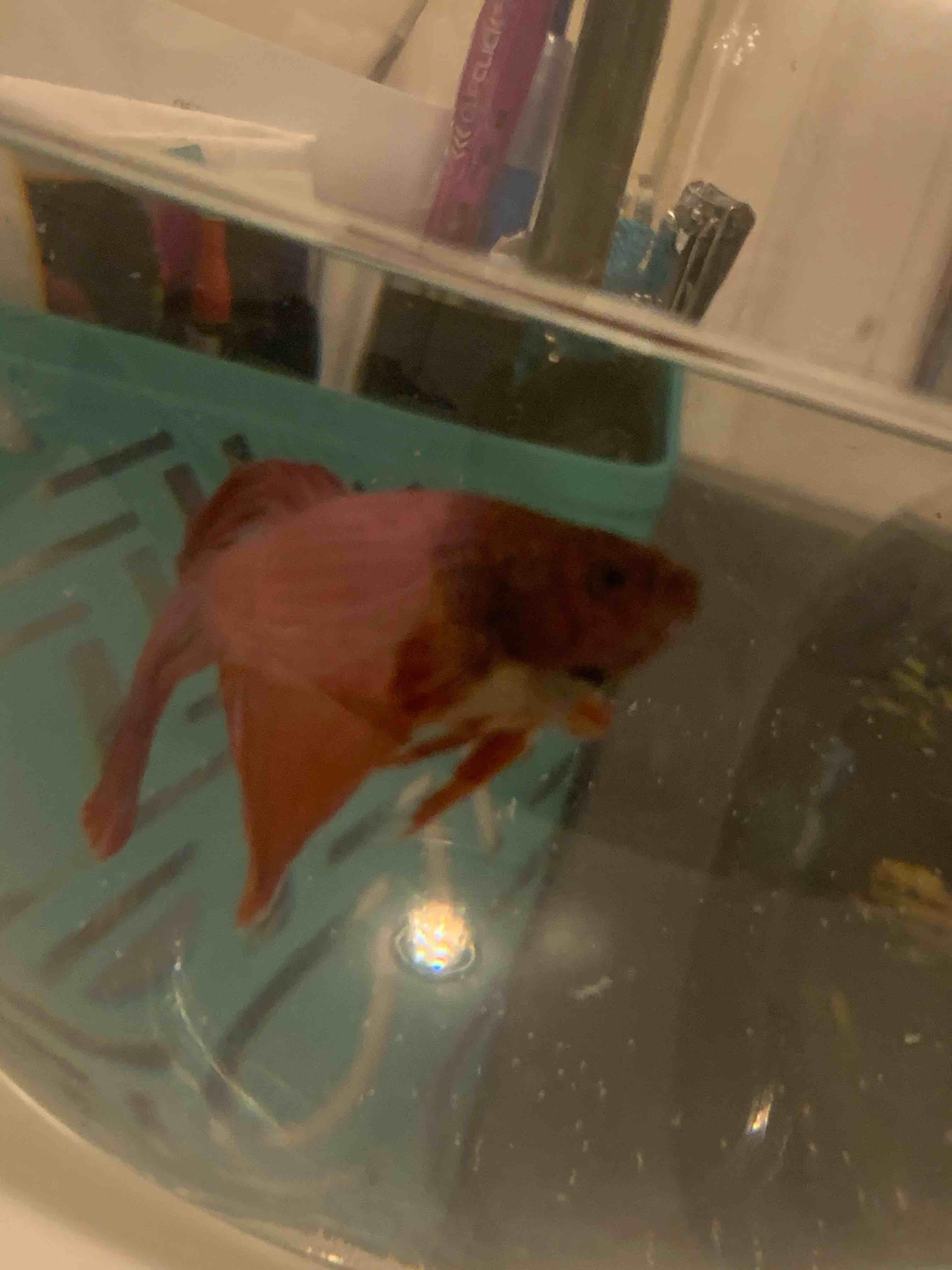 My Fish Has Fin Rot: Treat & Care for Your Sick Fish | Petco