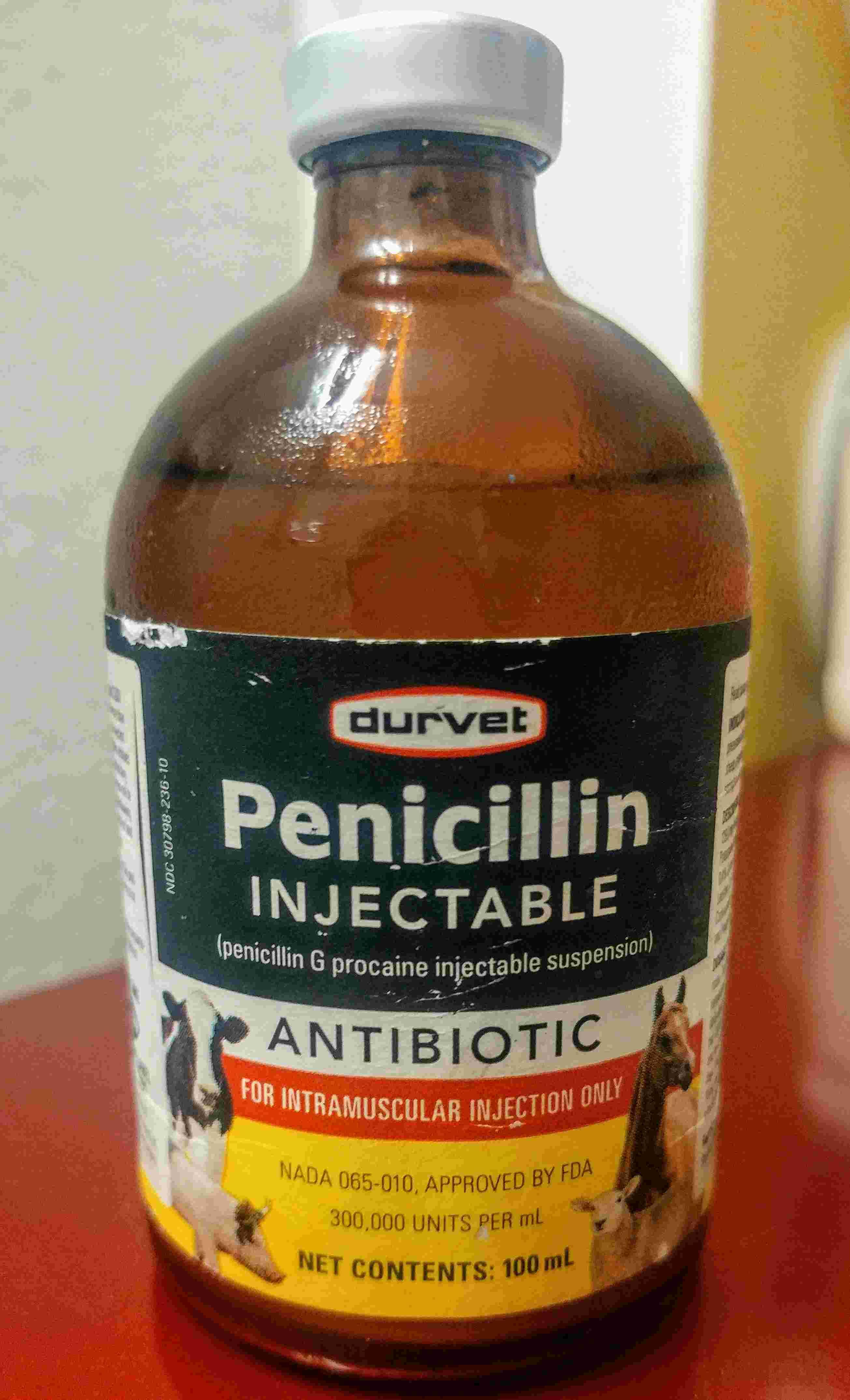 Penicillin for dogs: Should I inject IM or Sub-Q for safety? | Petco