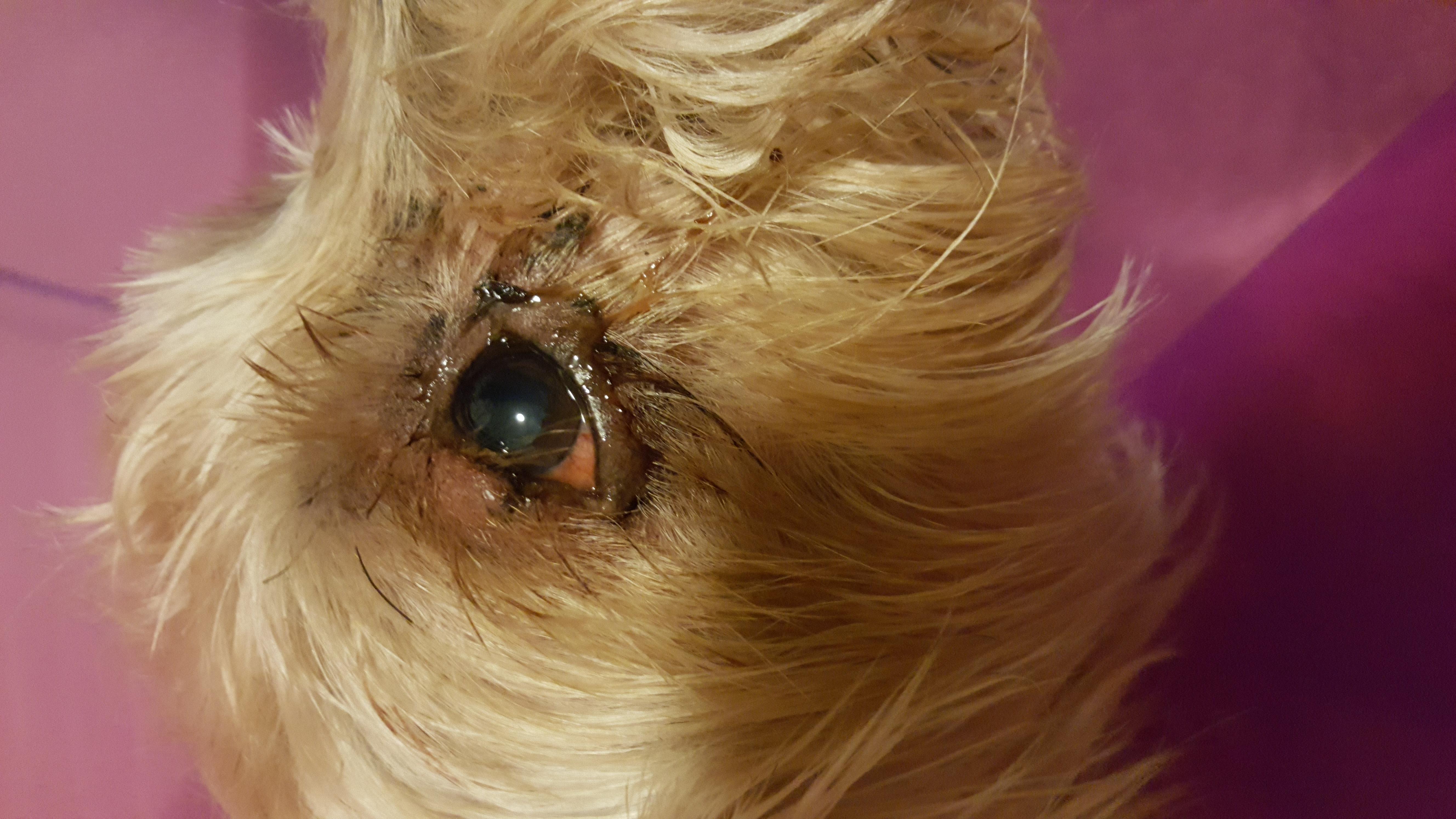 Is My Dog's Watery, Red Eye Normal After Eyelid Surgery? | Petco