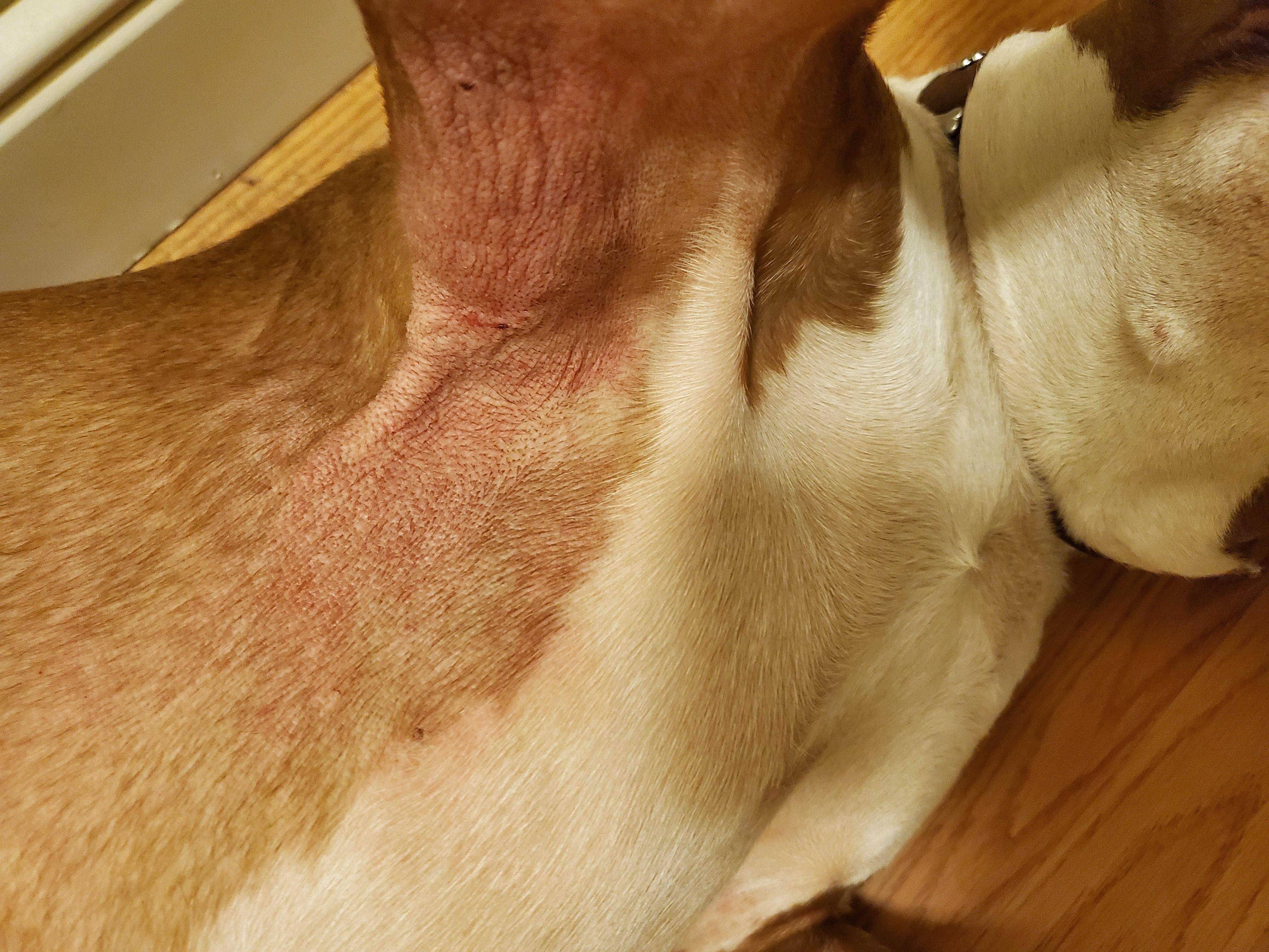 Pitbull Rash & Scratching? Home Remedies for Your Dog | Petco