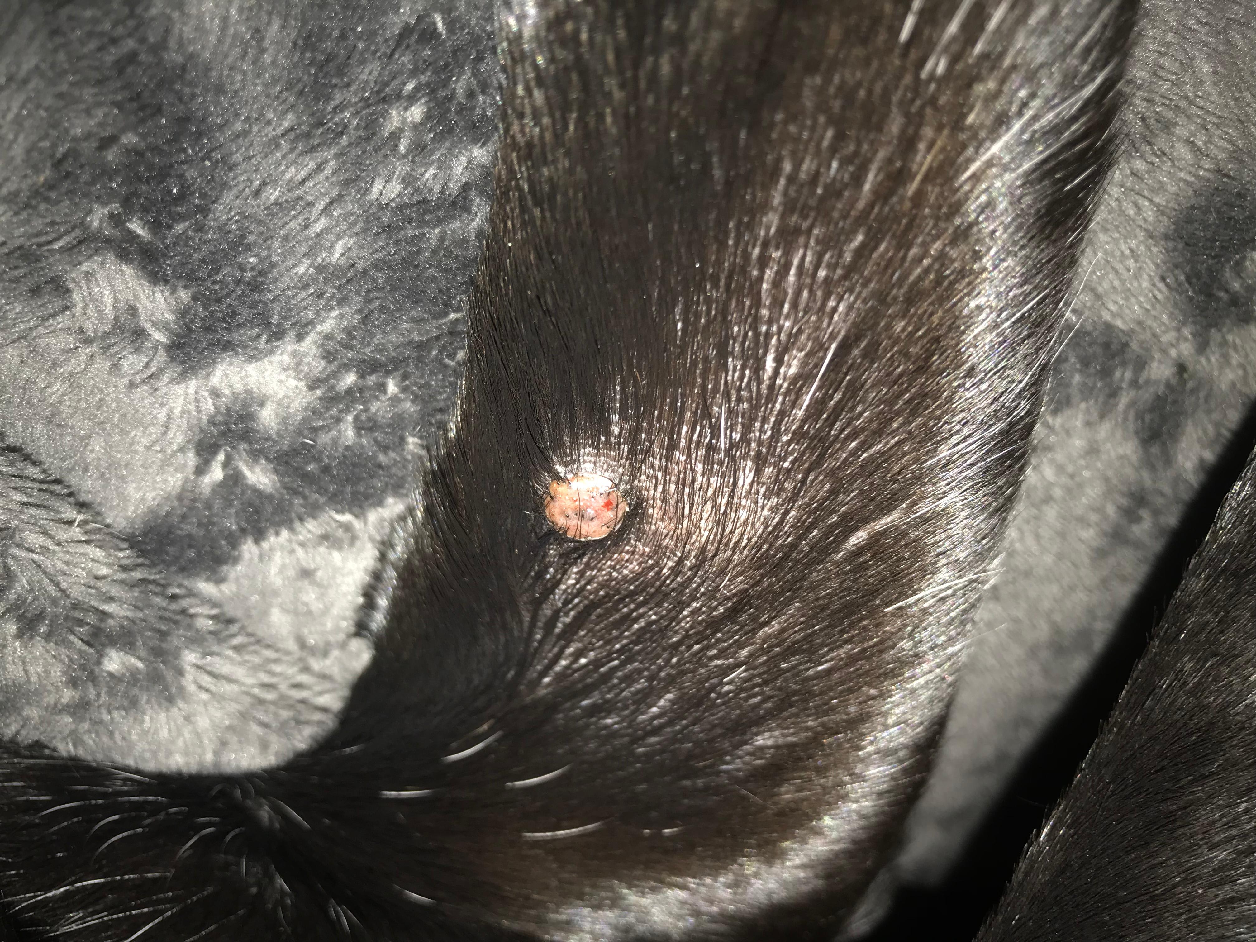 My 10-year-old lab has a new lump on her leg. Is it serious? | Petco