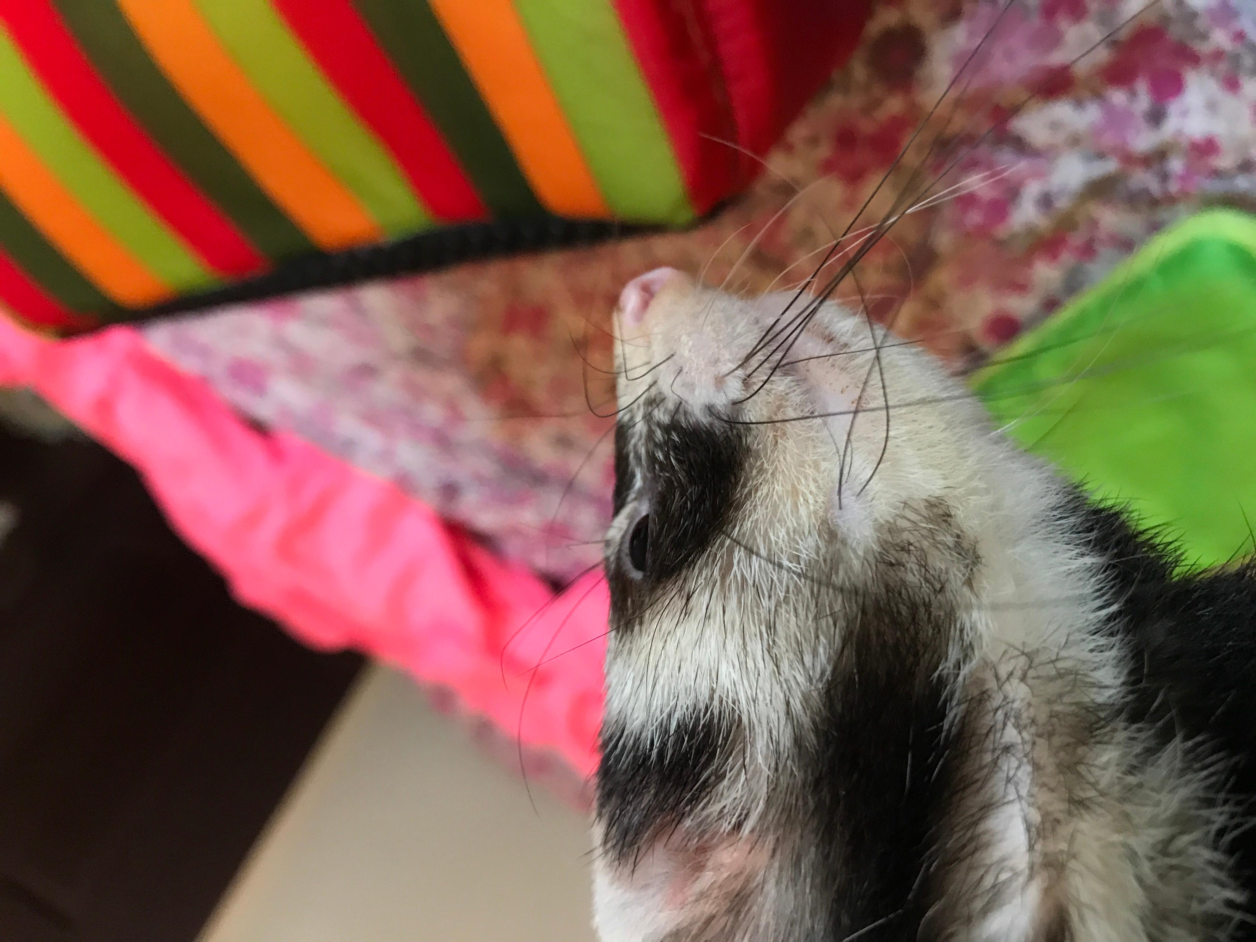 Is that red spot on your ferret's chin from a bath or scratch? | Petco