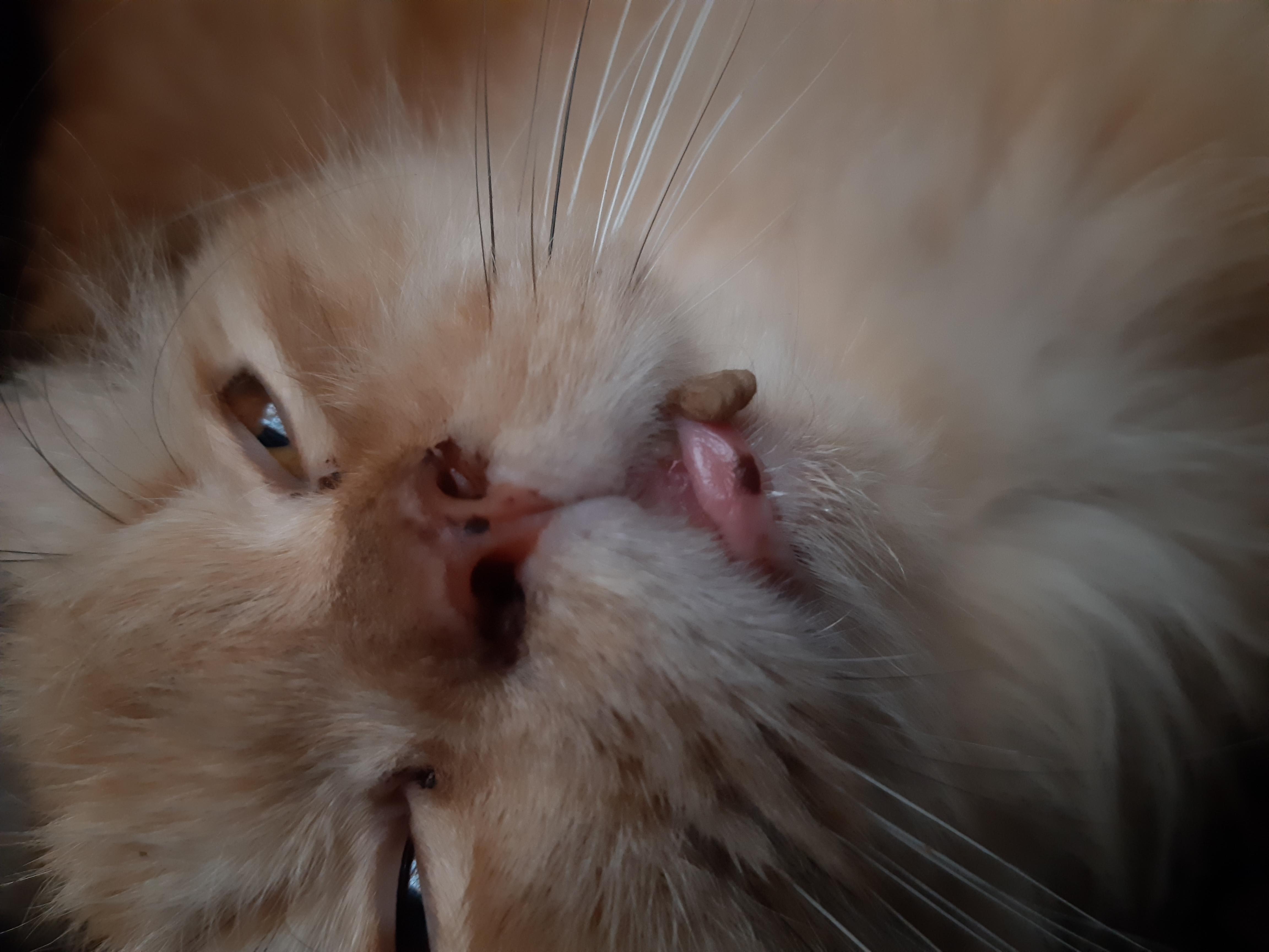 My Cat's Breath Stinks for a Month? Find Out What to Do Now | Petco