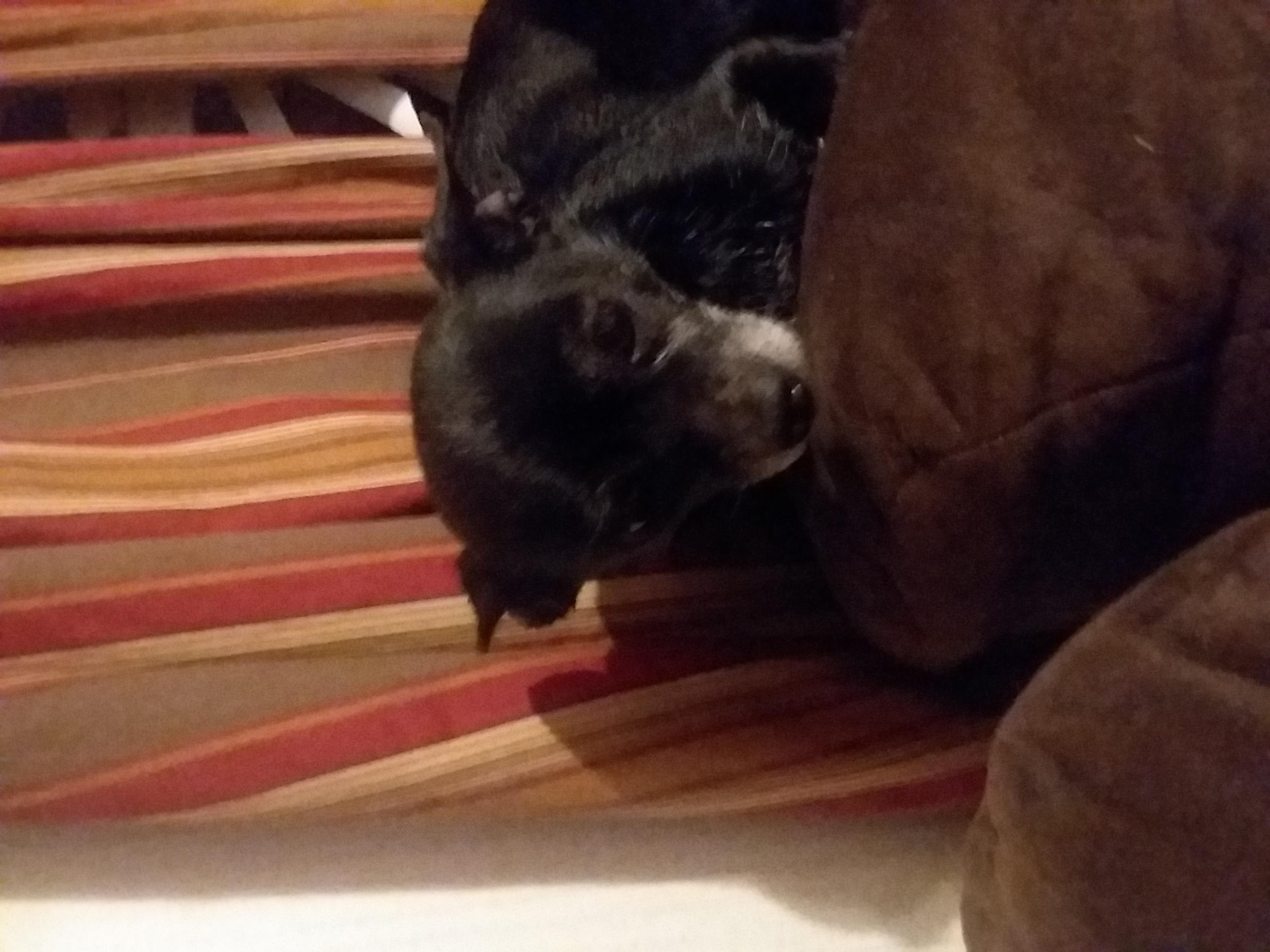 Why is my unspayed female dog peeing bloody jelly discharge? | Petco