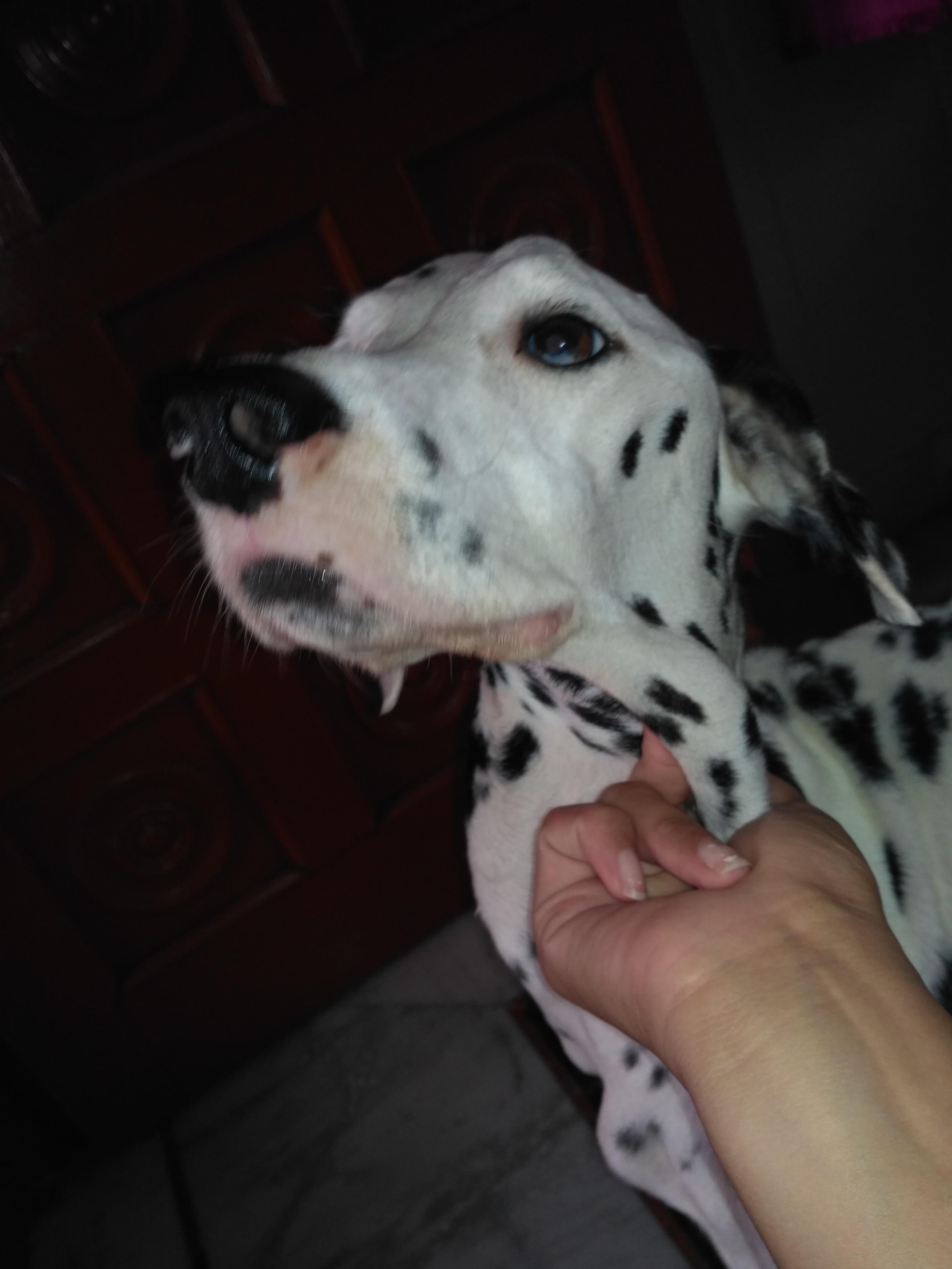 Why is my Dalmatian weak, ticks, low hemoglobin, can't bark? | Petco