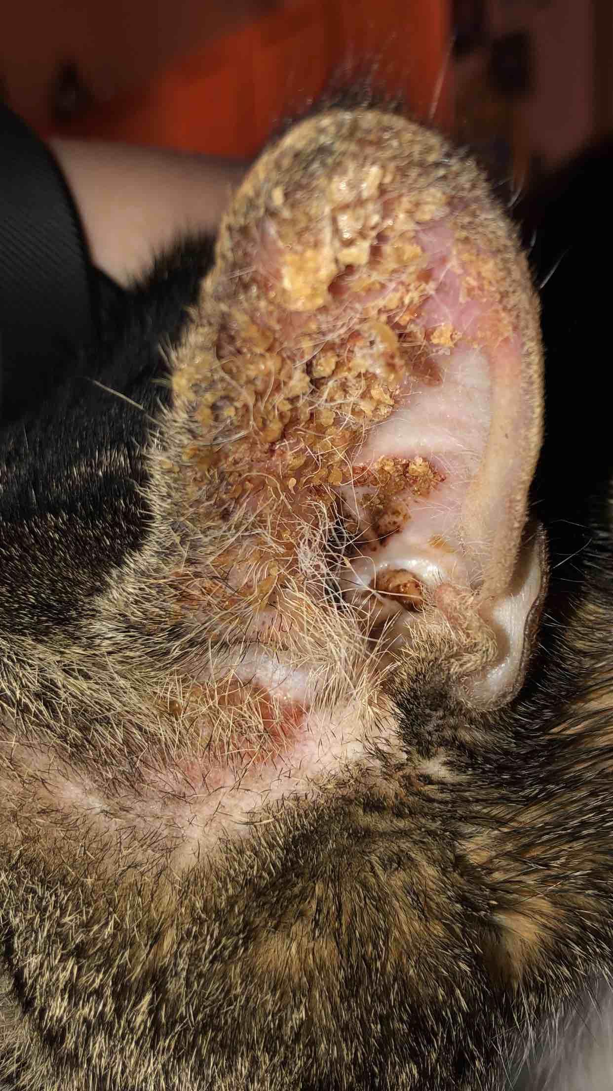 Why do my cat's chronic ear scabs only respond to steroid shots? | Petco