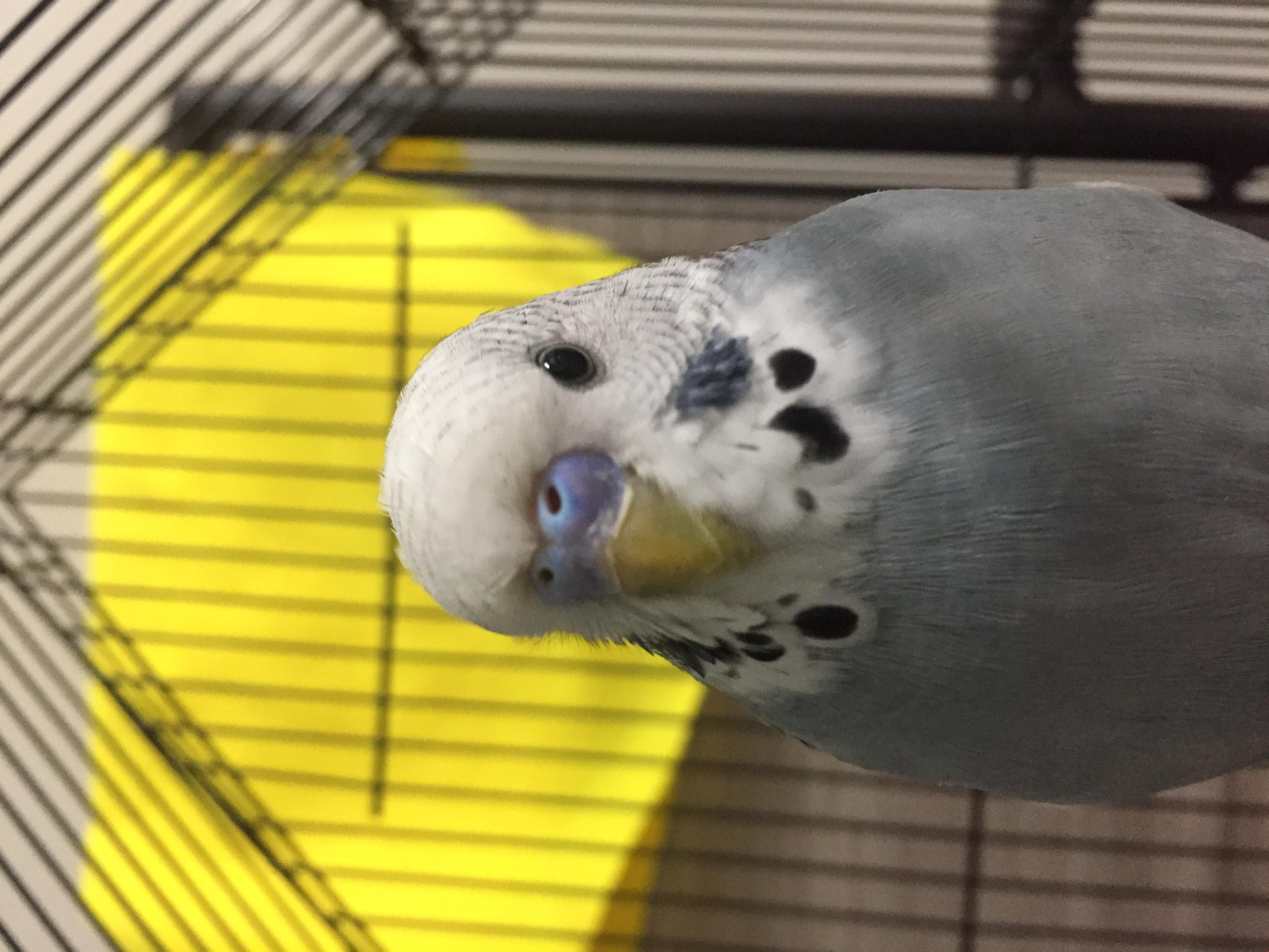 Why is my bird's beak crusty and how to stop bird biting? | Petco