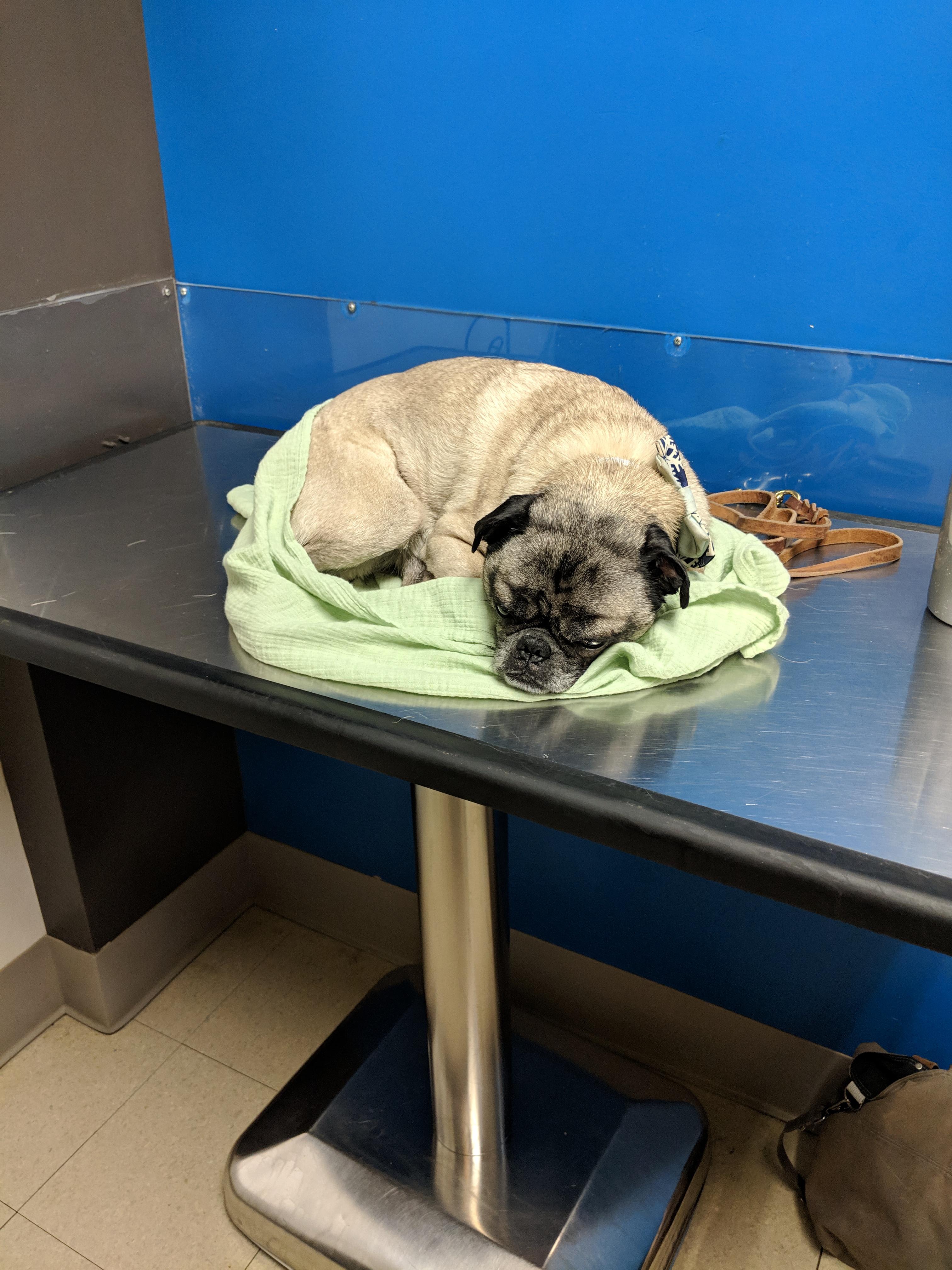 My pug is vomiting, lethargic, not eating, tests normal. What now? | Petco