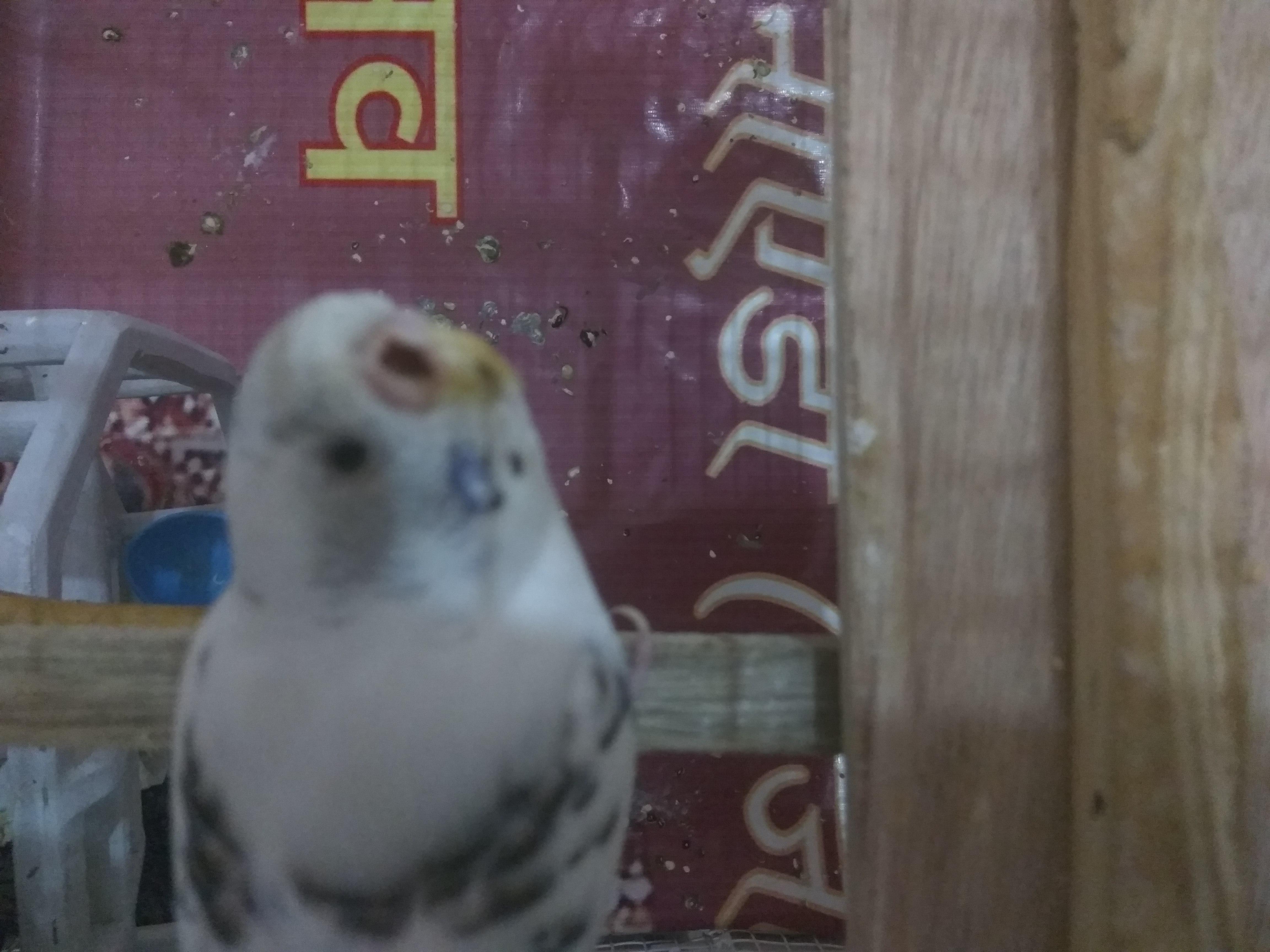 My Bird Has Beak Disease: Learn How to Diagnose & Treat It | Petco