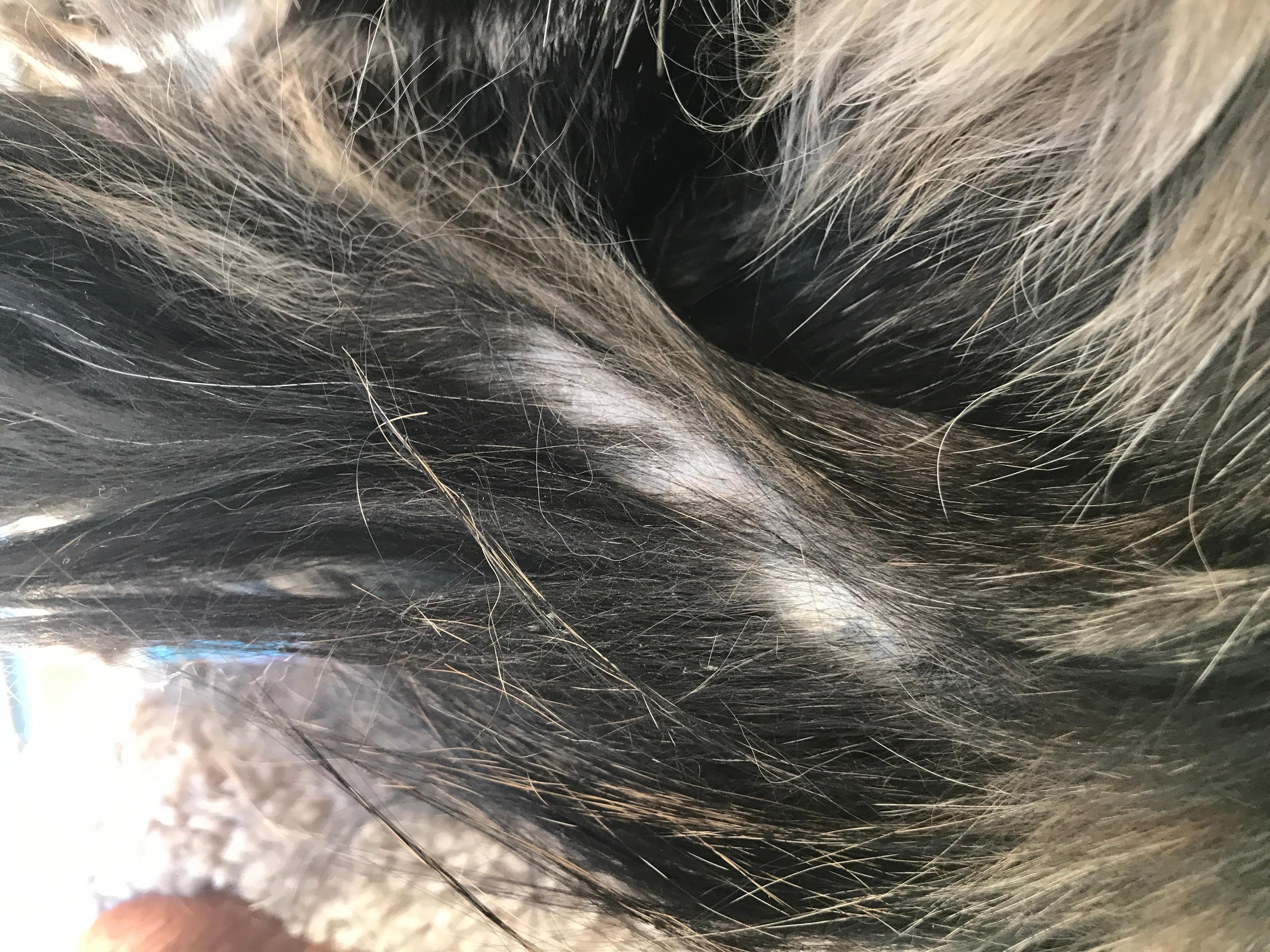 Why is my cat shedding, losing tail hair, and white skin flakes? | Petco