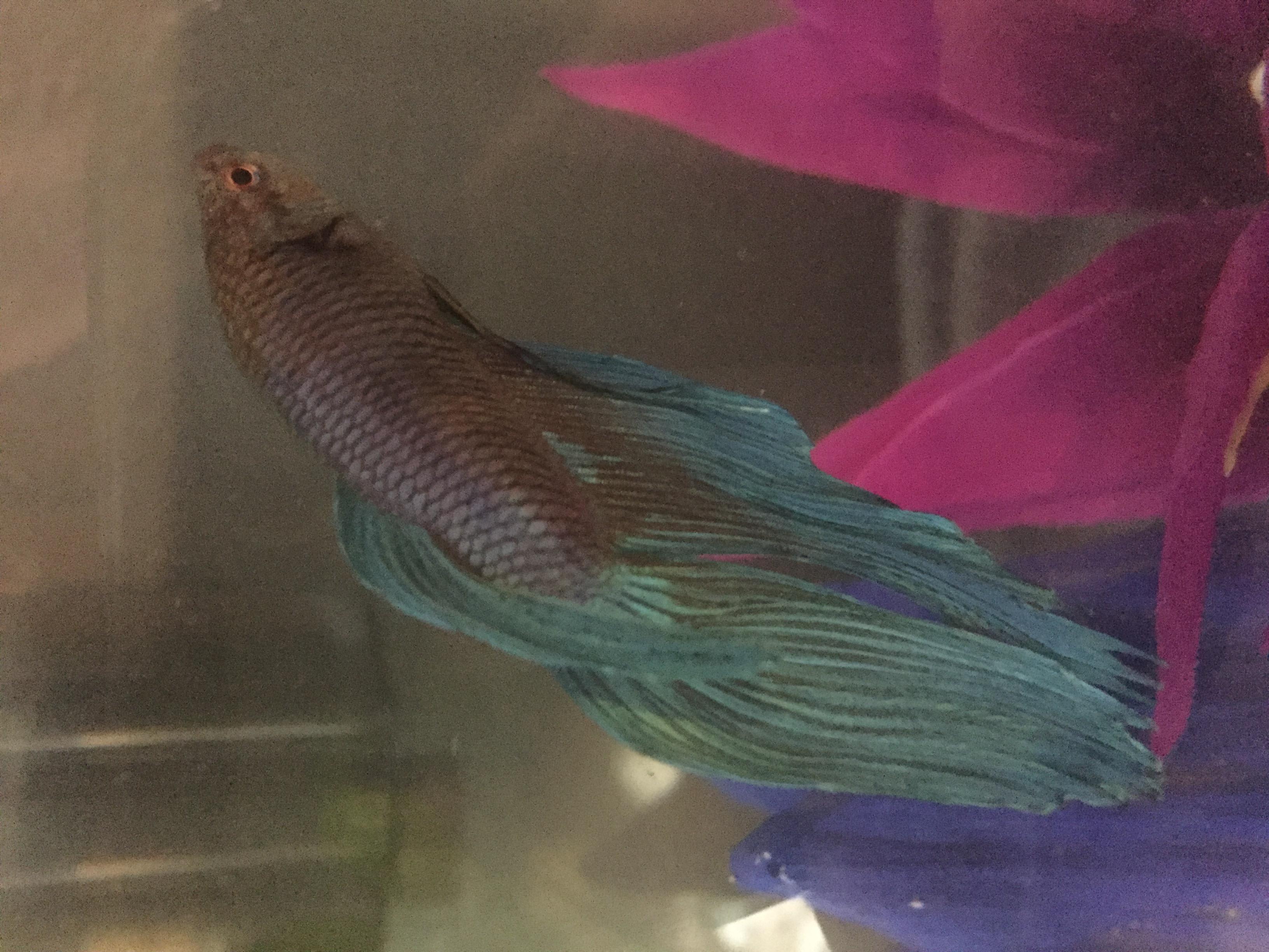 Why Is Your Betta Bloated, Gills Inflamed, Not Eating? | Petco