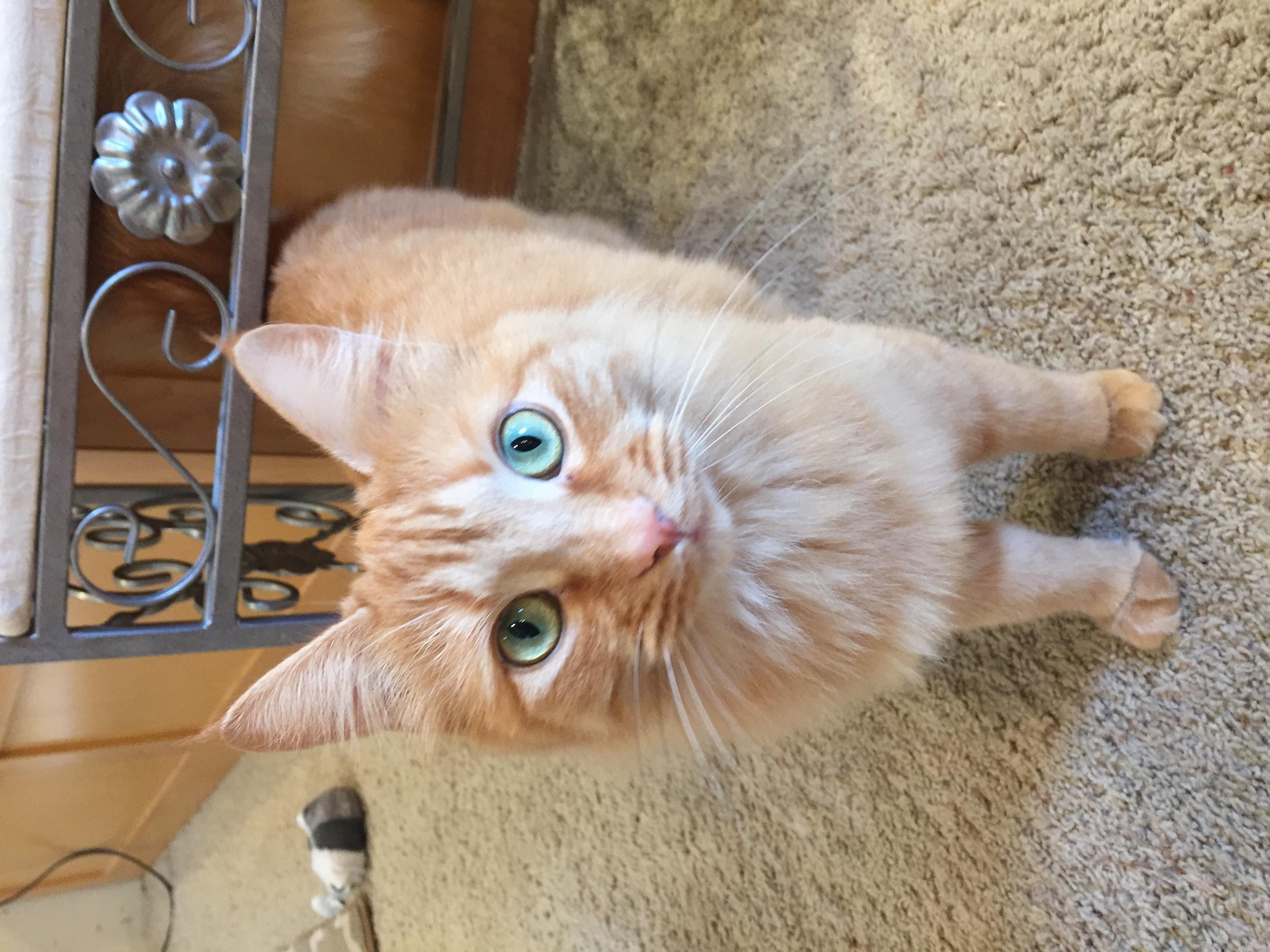 Why is my cat crying and howling at reflections after travel? | Petco