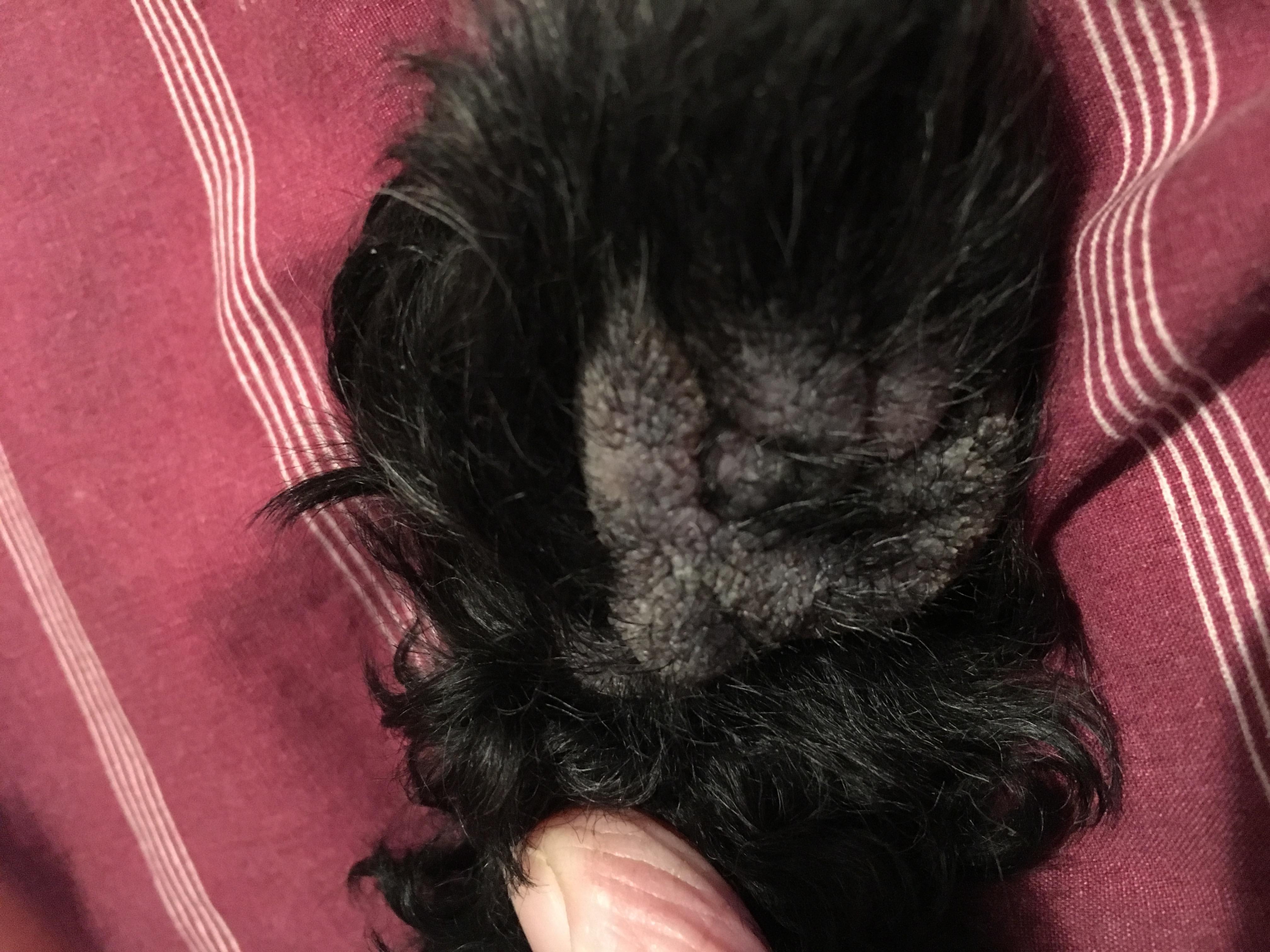 Are your dog's itchy skin, chewing, and hair loss from allergies? | Petco