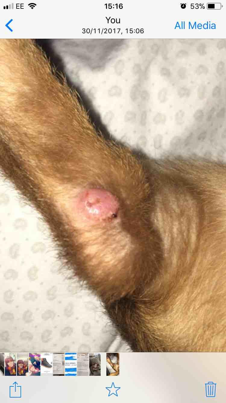 Ive found a lump on my dogs back leg like a ball its red and she seems ...