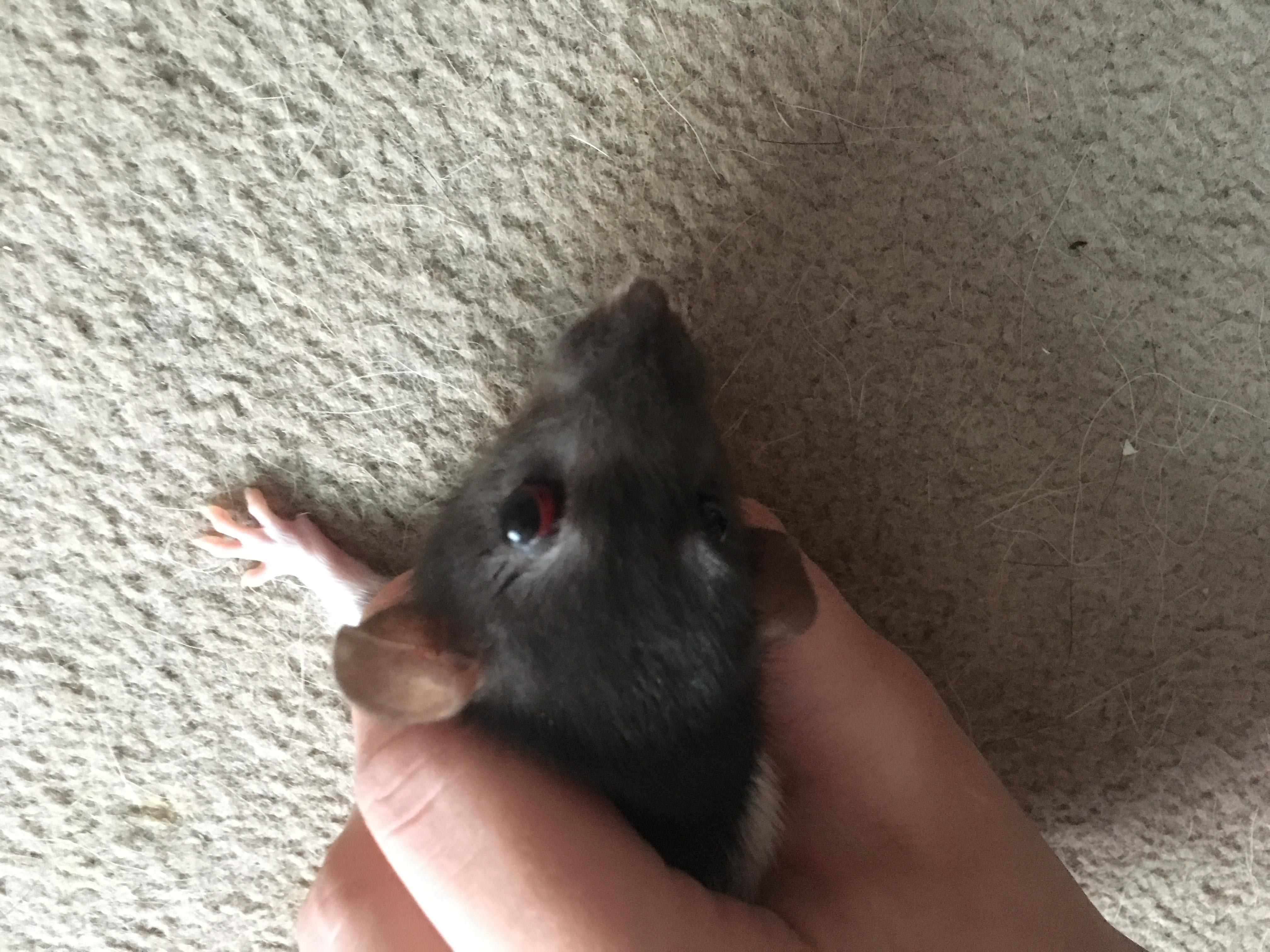 My dog hit my rat, its eye is out and bleeding. What to do? | Petco