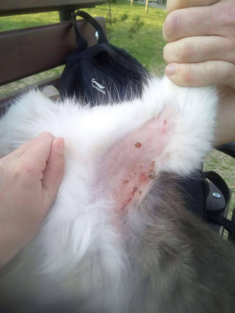 Why is my cat losing hair under his armpit and overgrooming? | Petco