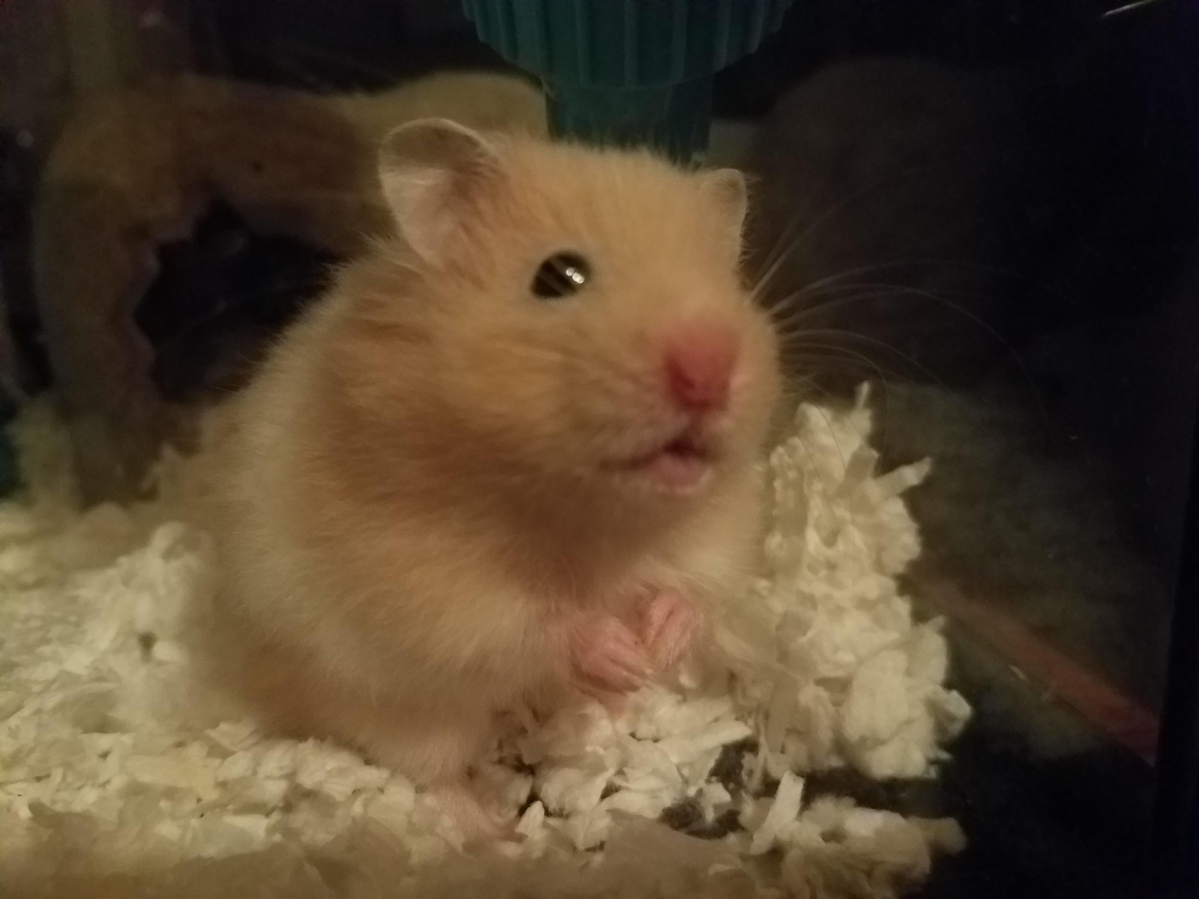 Why did my hamster screech loudly at night then seem fine? | Petco