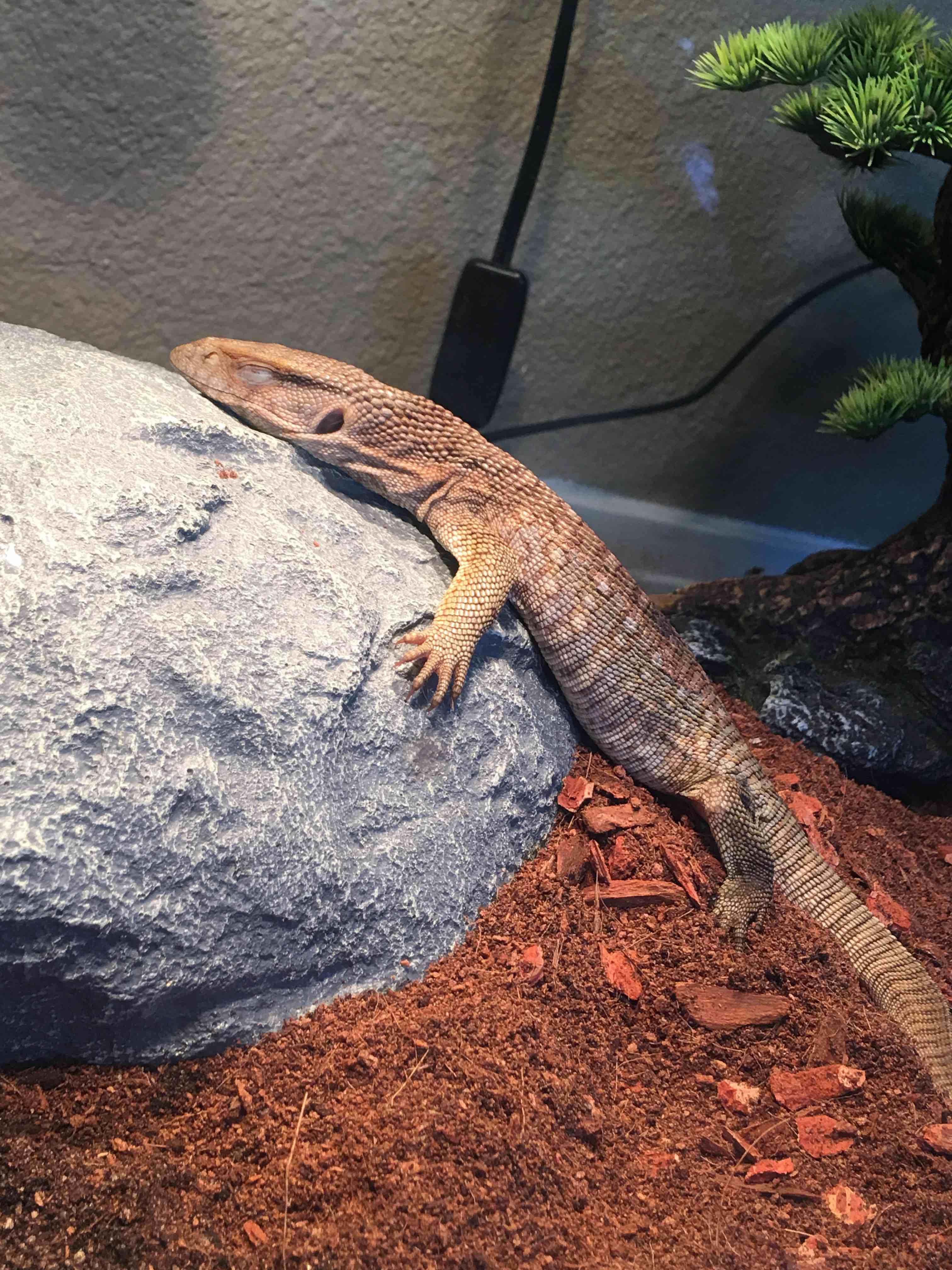 Savannah monitor not eating or moving post-rescue. Is he sick? | Petco