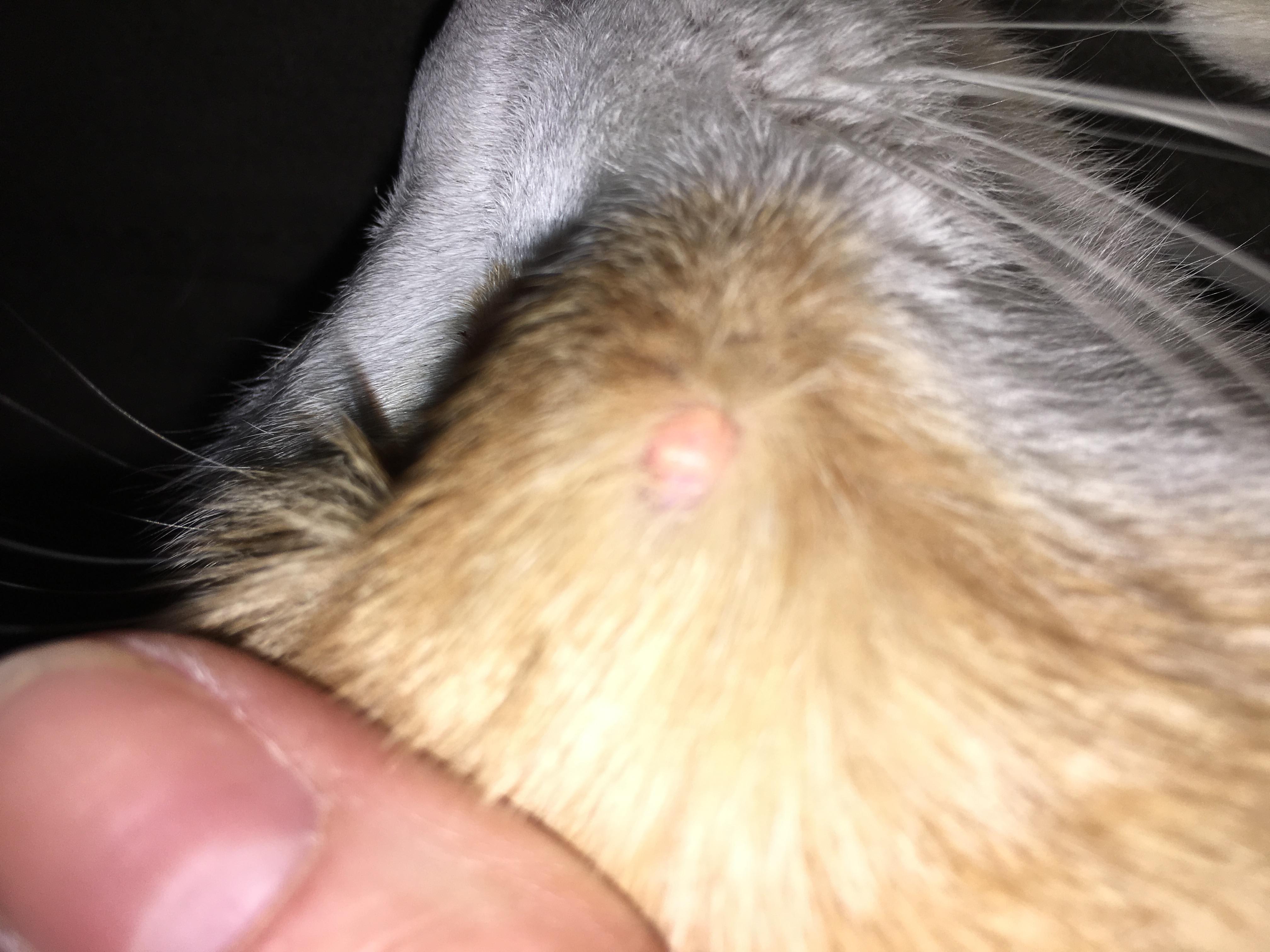 What is this growing lump on my cat's face? Is it serious? | Petco