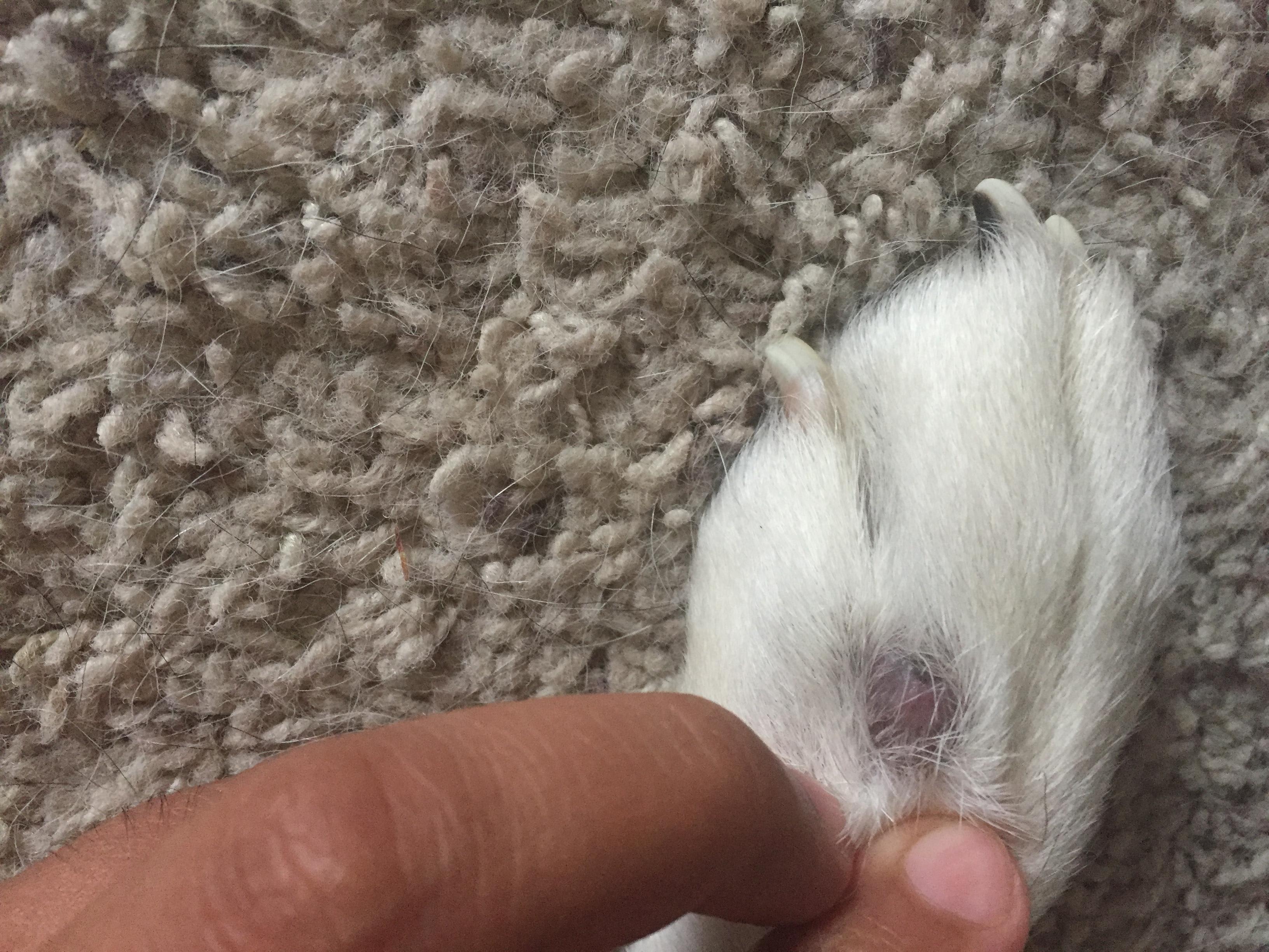 My Dog Has a Dark Red Blood Blister on Her Paw: What to Do? | Petco