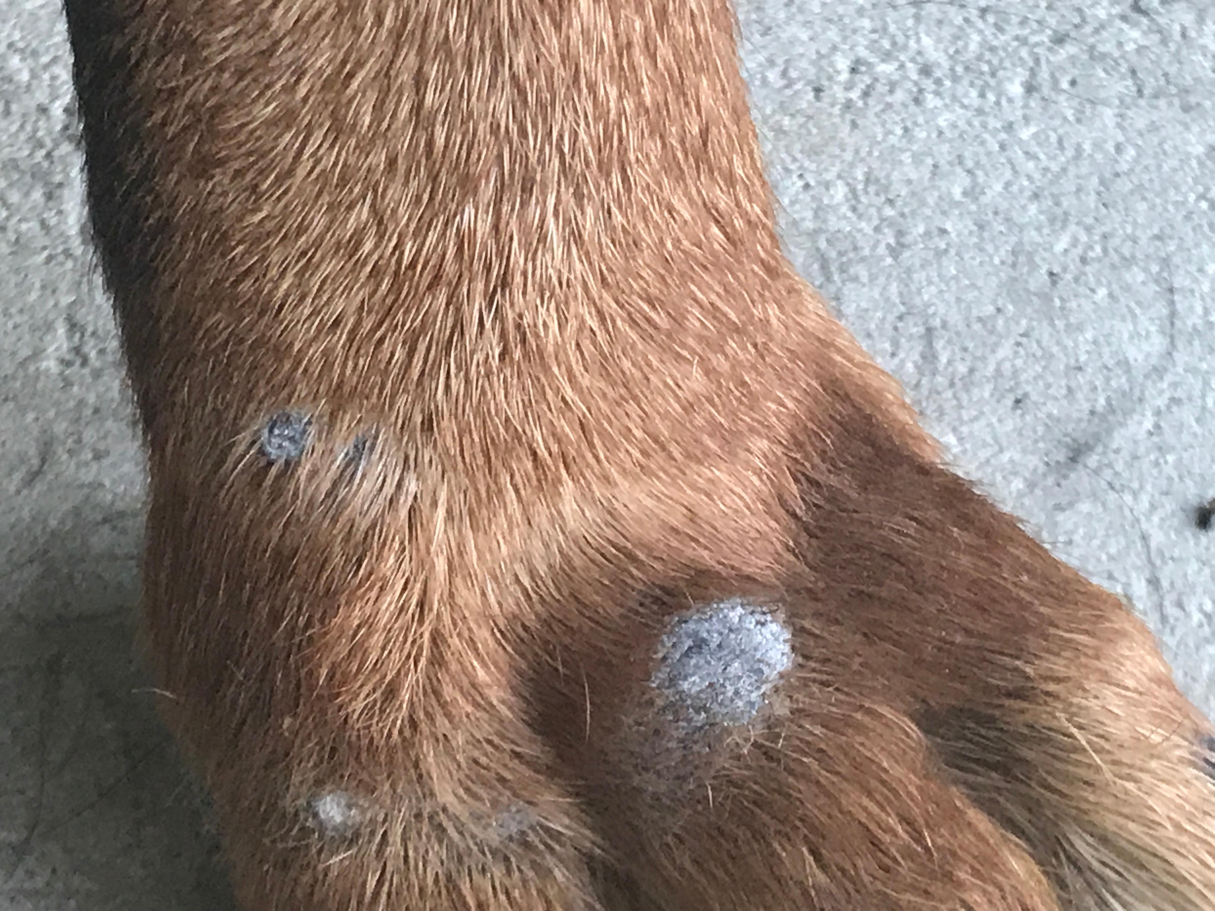 What's this skin condition on my 2-year-old German Rottweiler? | Petco
