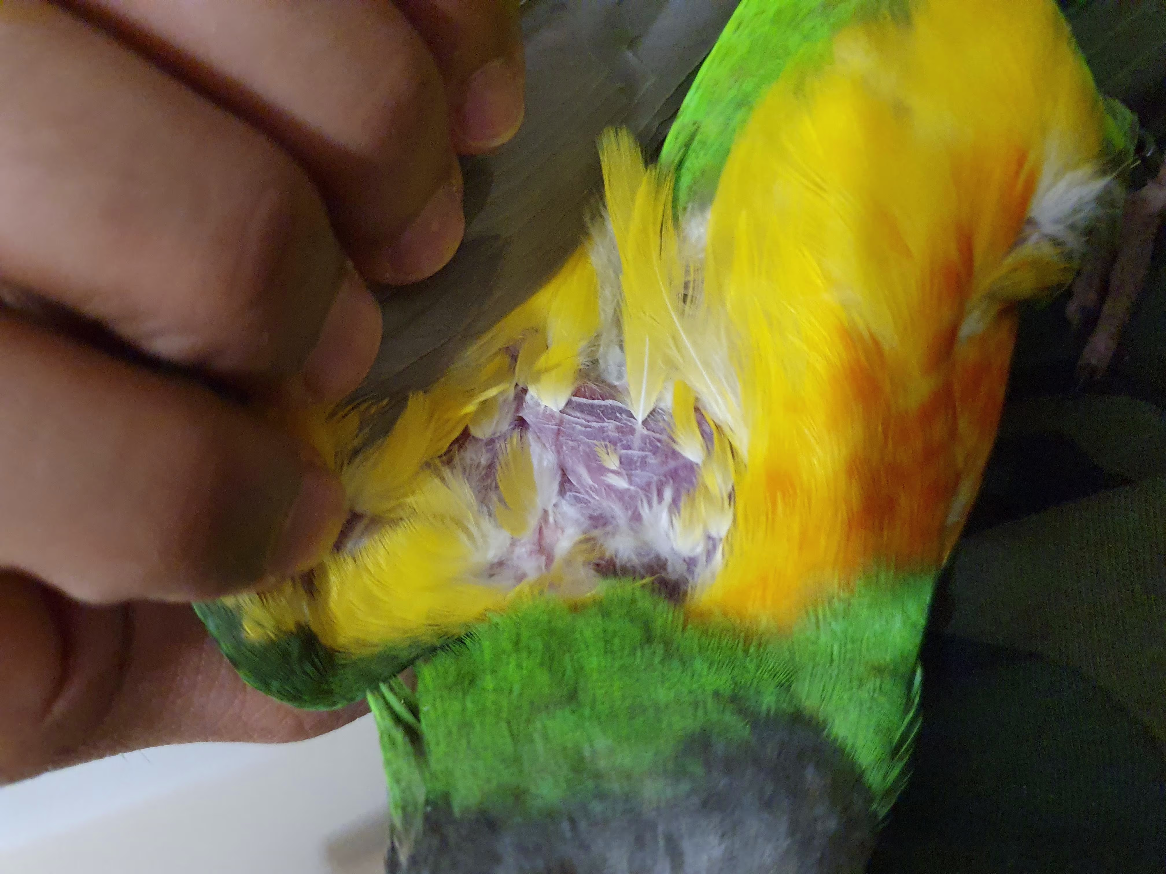 My senagol parrot has bare skin under the wings but the rest of the birds feathers are top notch ...