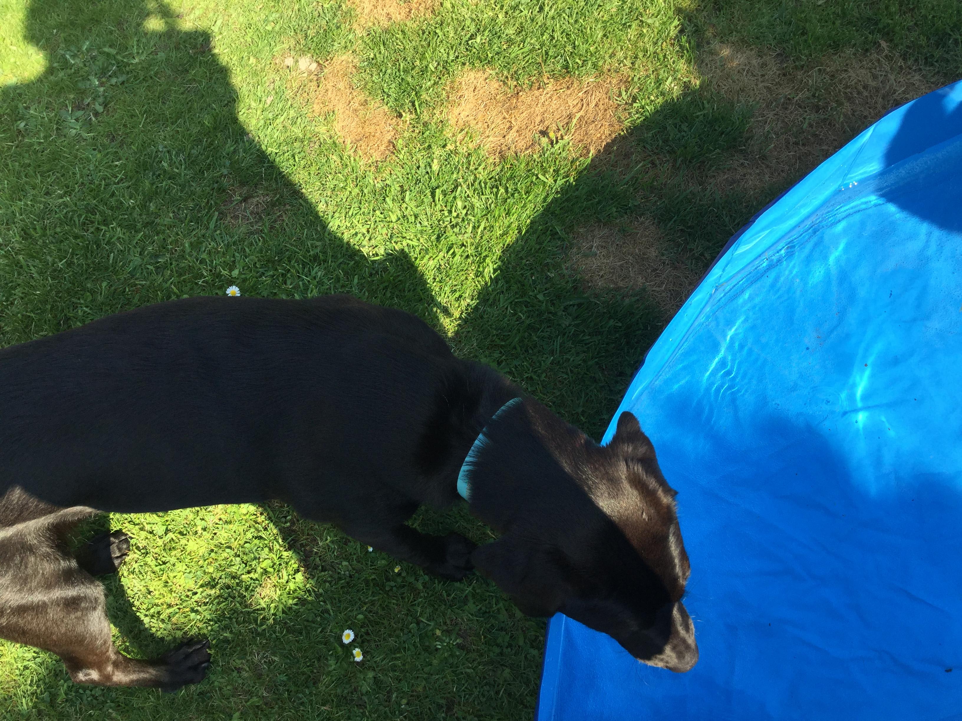 Why is my Lab puppy eating everything & avoiding water? Stop it! | Petco
