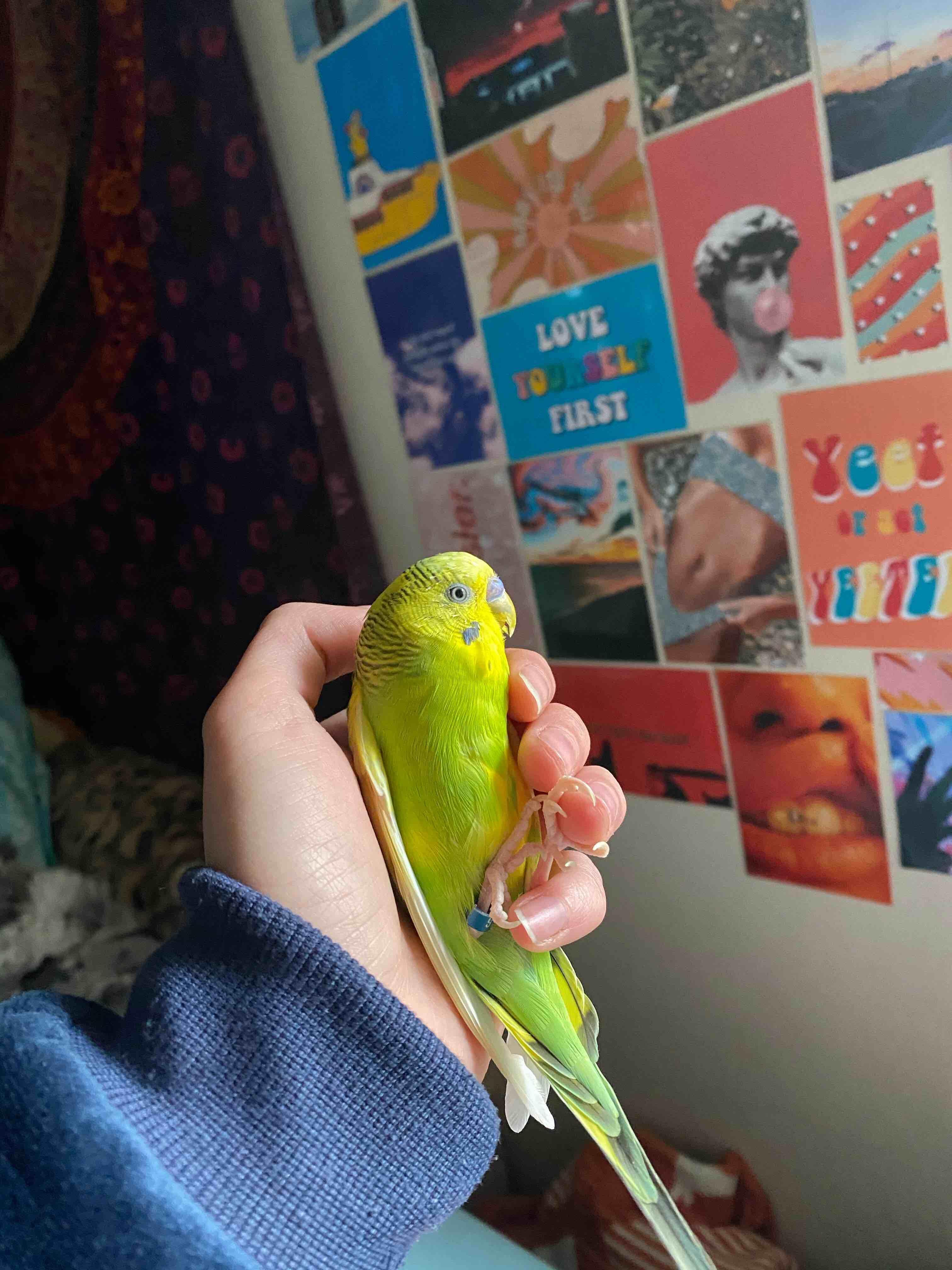 Why Is My Parakeet Weak, Won't Fly, & Has Watery Stool? | Petco