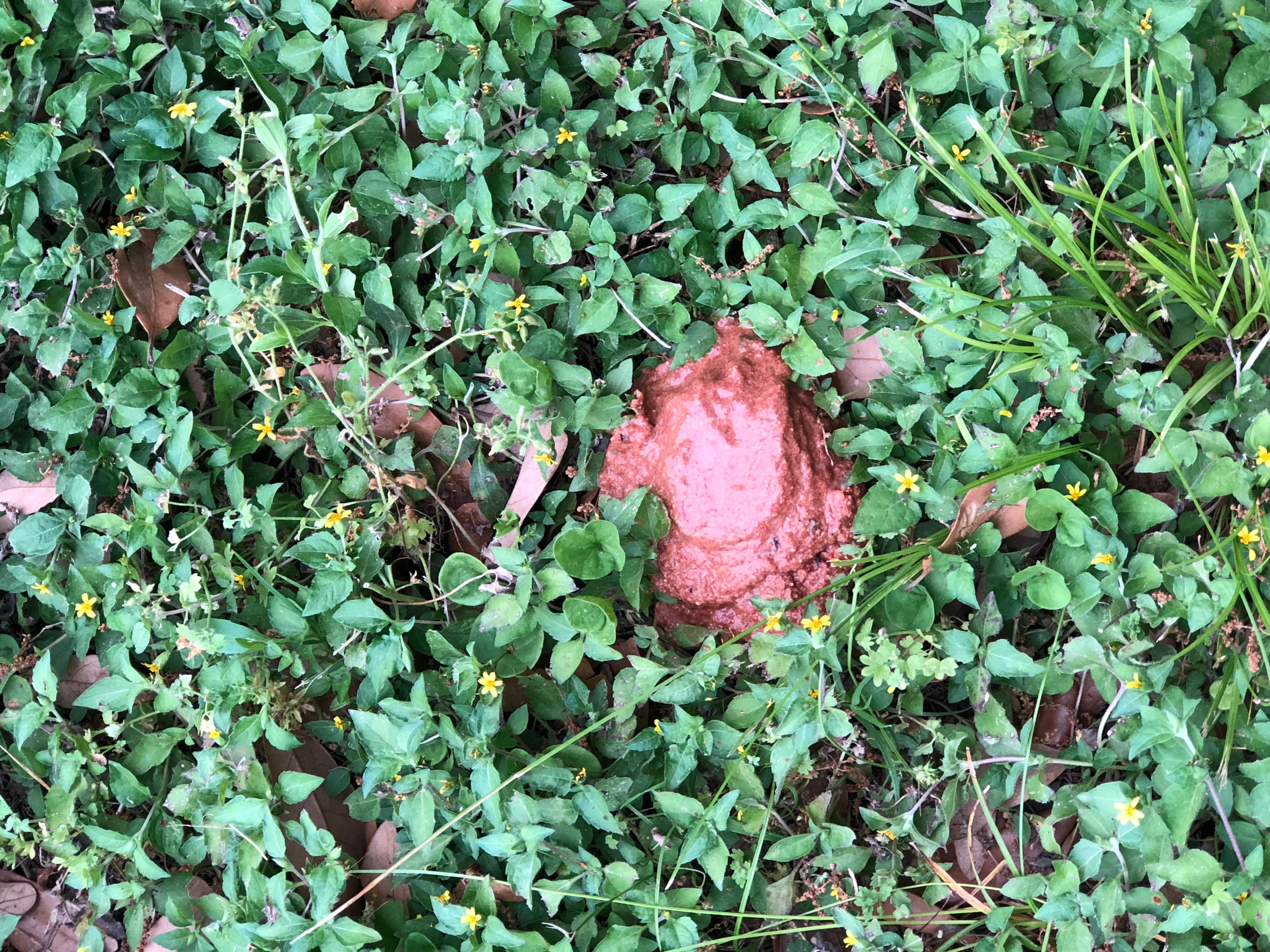 My Australian Shepherd Has Red Runny Stool. What Should I Do? | Petco