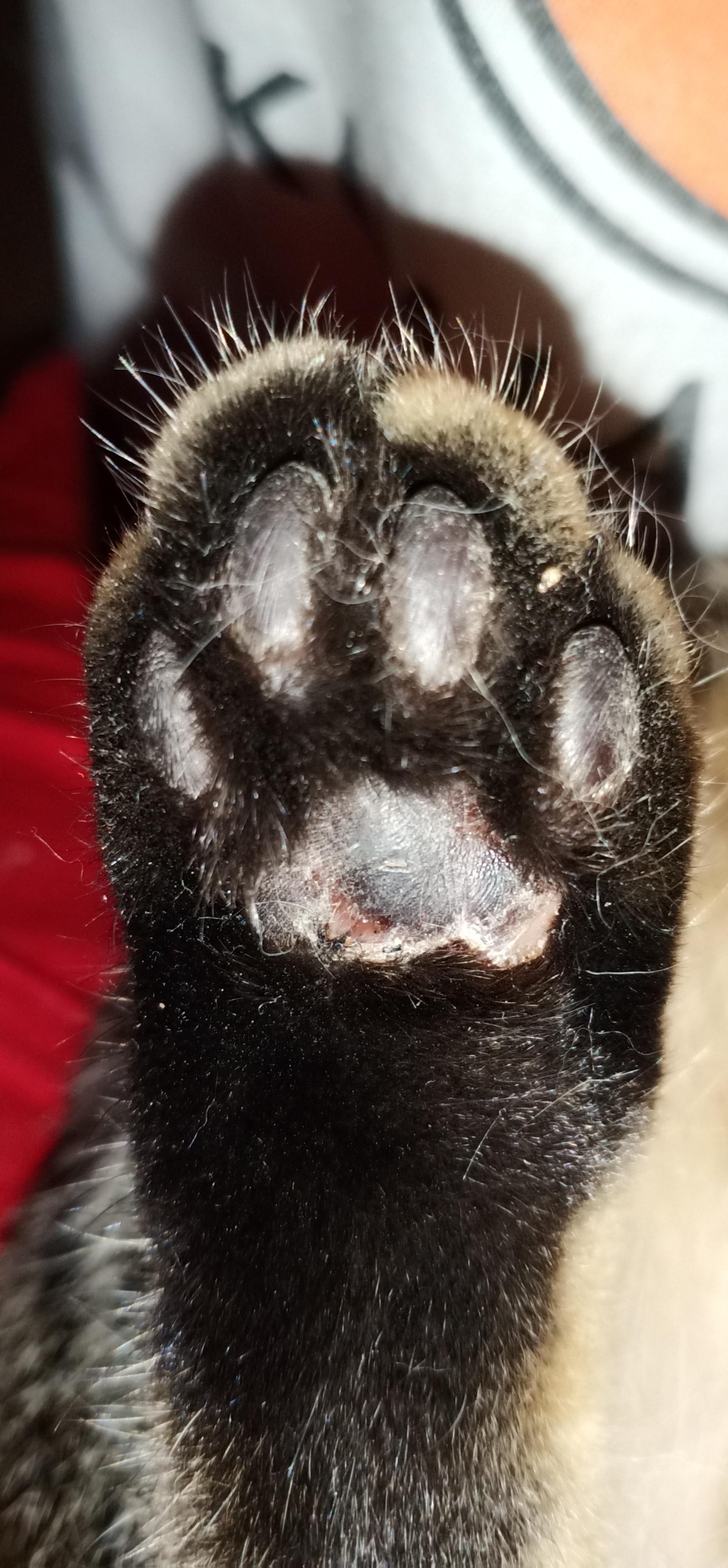 My Cat's Paw is Smelly & Painful: Vet or Home Remedy? | Petco