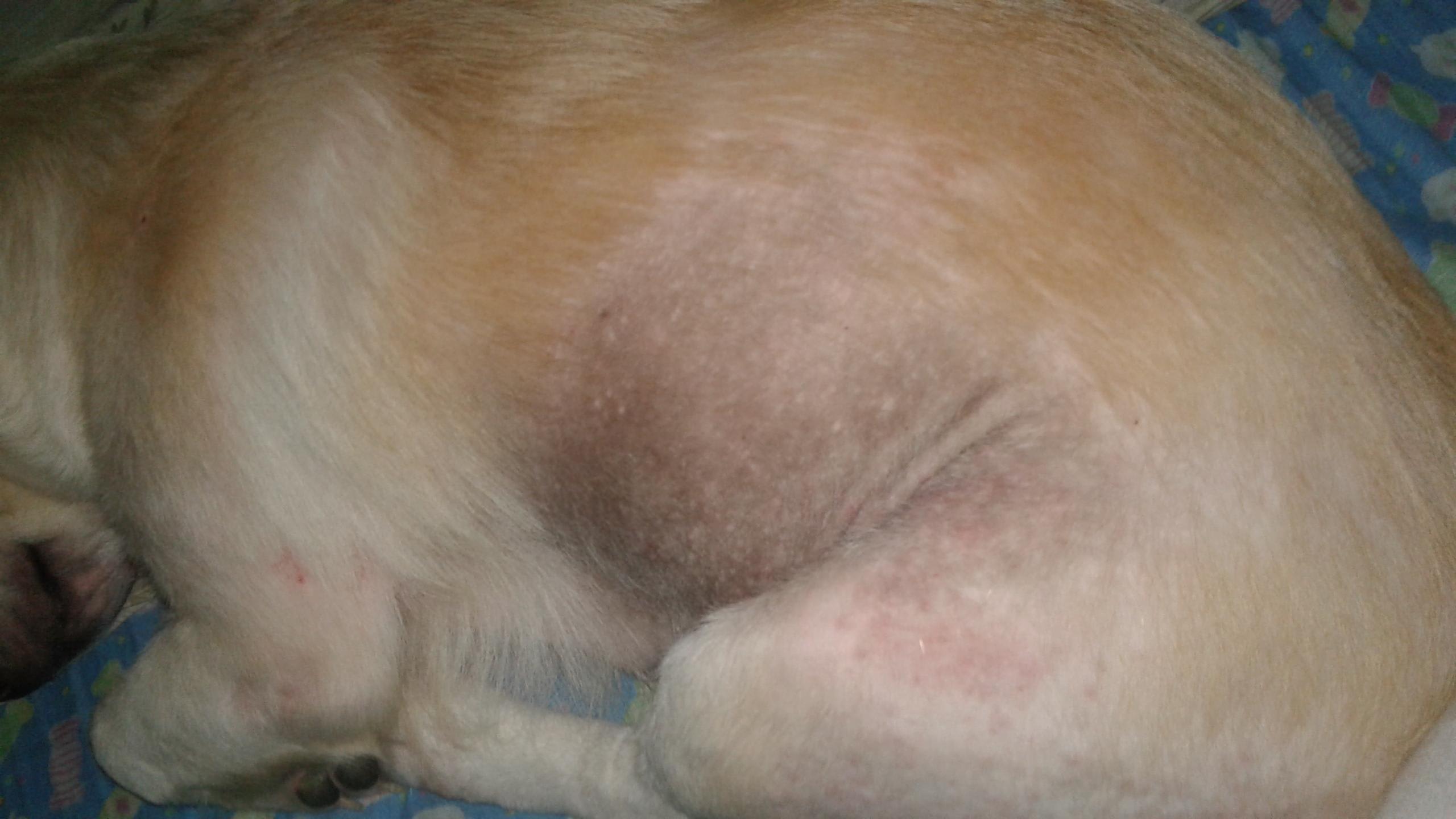 Why Is Your Dog's Skin Dark & Fur Falling Out? Regrow It! | Petco