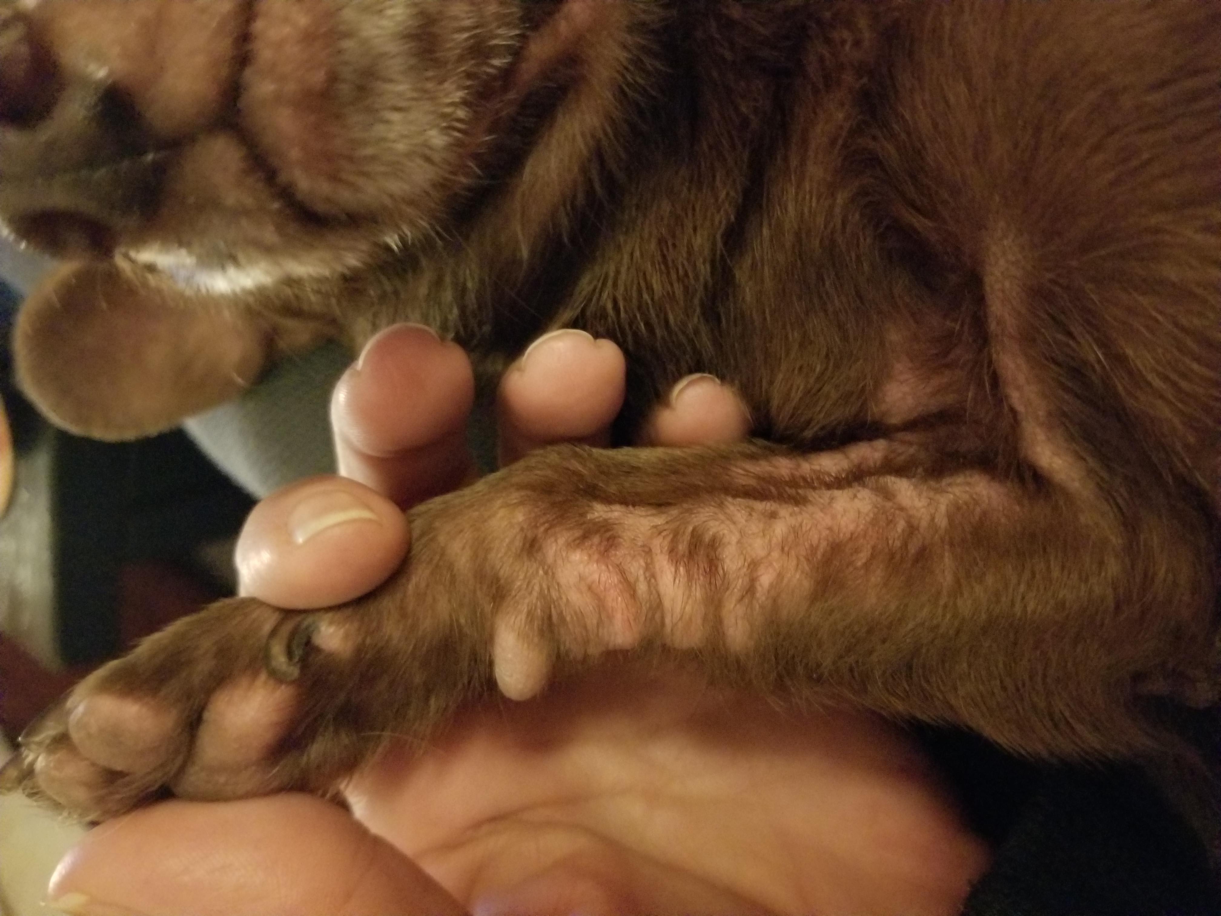 My dog has recurring skin problems, fur loss, musty smell. Why? | Petco