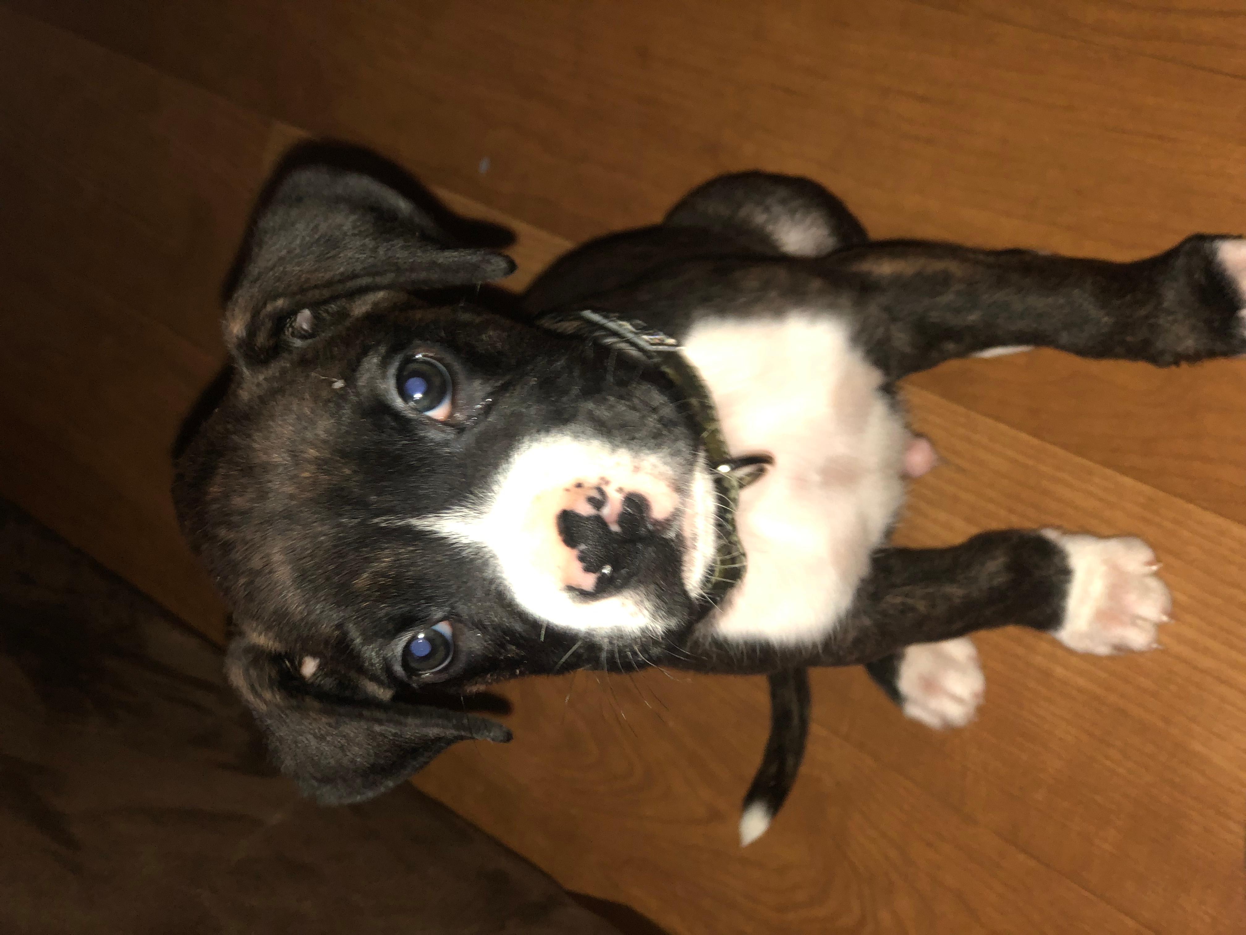 I have a rescue boxer puppy. He turned 7 weeks yesterday and got his ...
