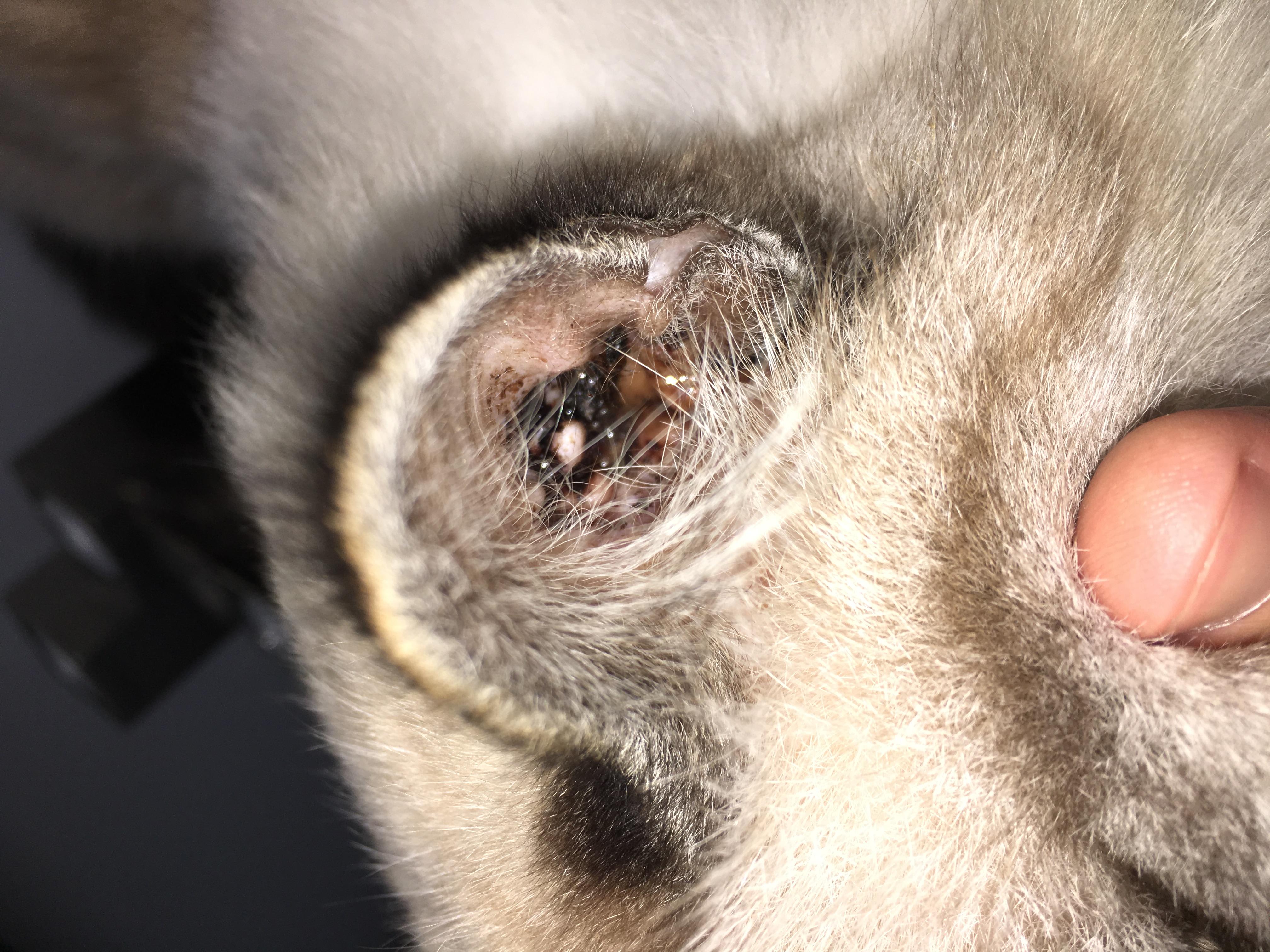 My Cat Has Crusty Ears, Pus, Shakes Head: Mites or Infection? | Petco