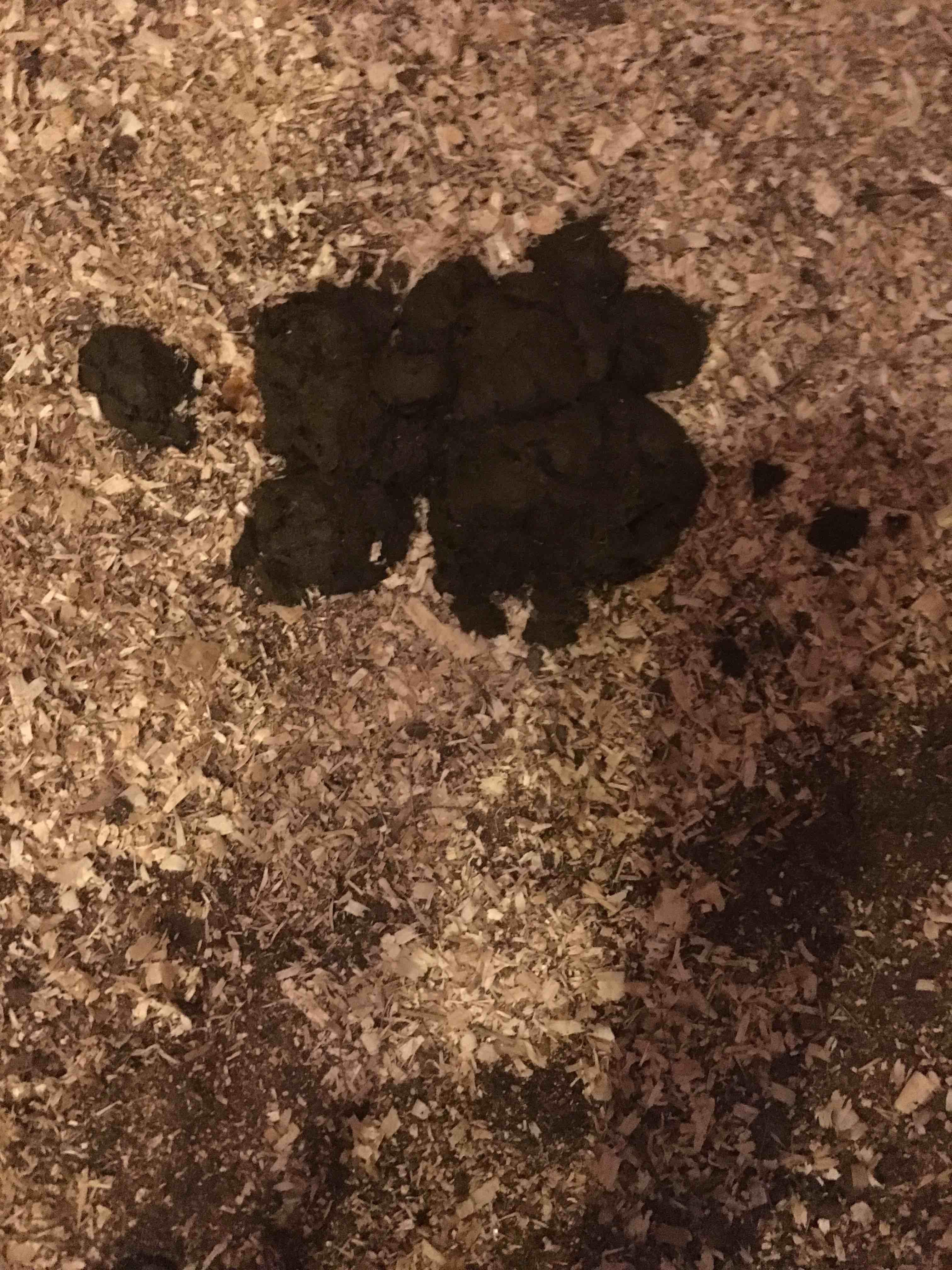 Why do my horses have sudden goopy, smelly poop like cow patties? | Petco