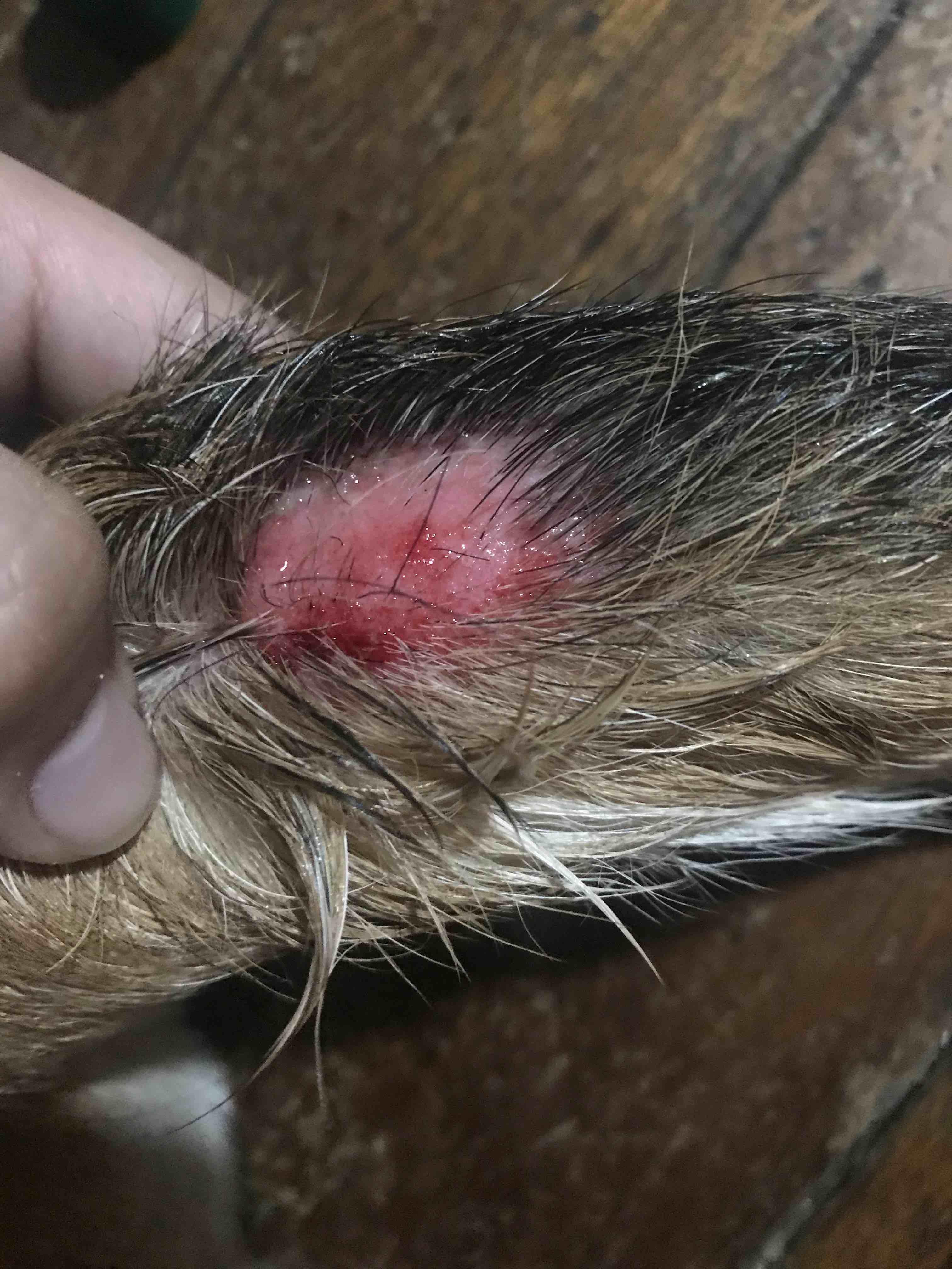 Cool Why Is My Dog Chewing His Tail Gallery