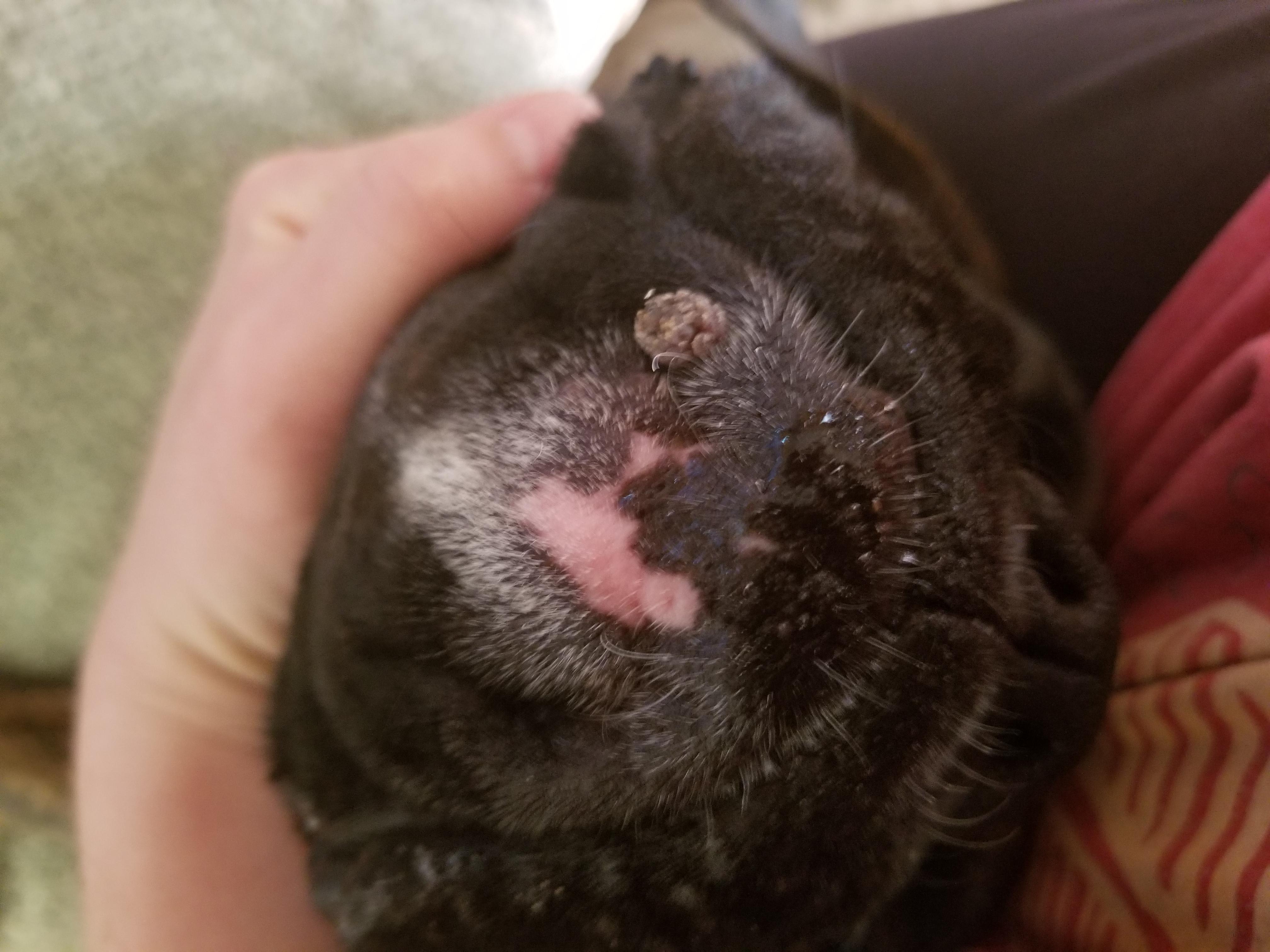 I can't figures out what this is on the bottom lip of my brindle boxer ...
