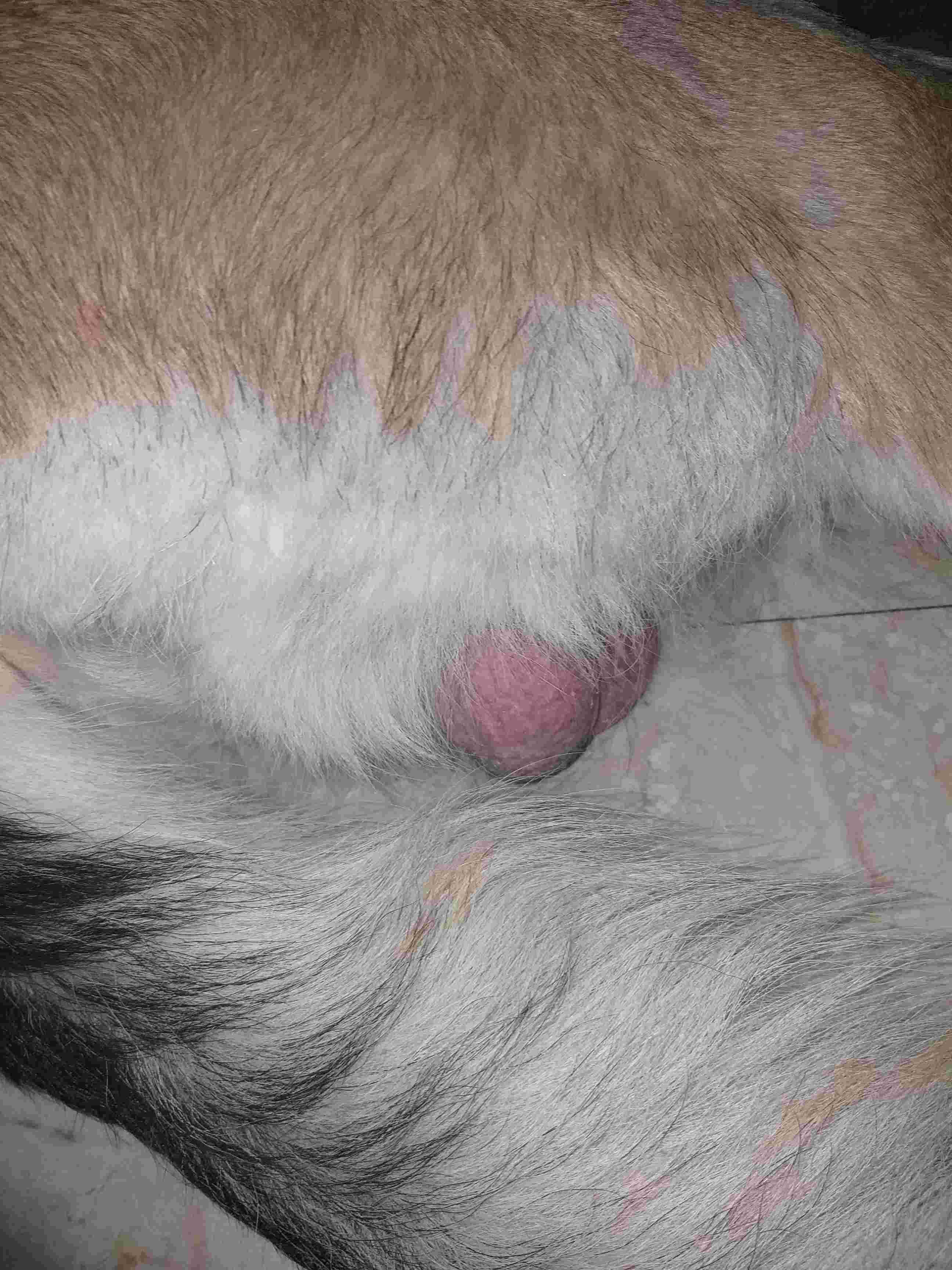 My dog's scrotum is always red. How can I find a permanent cure? | Petco