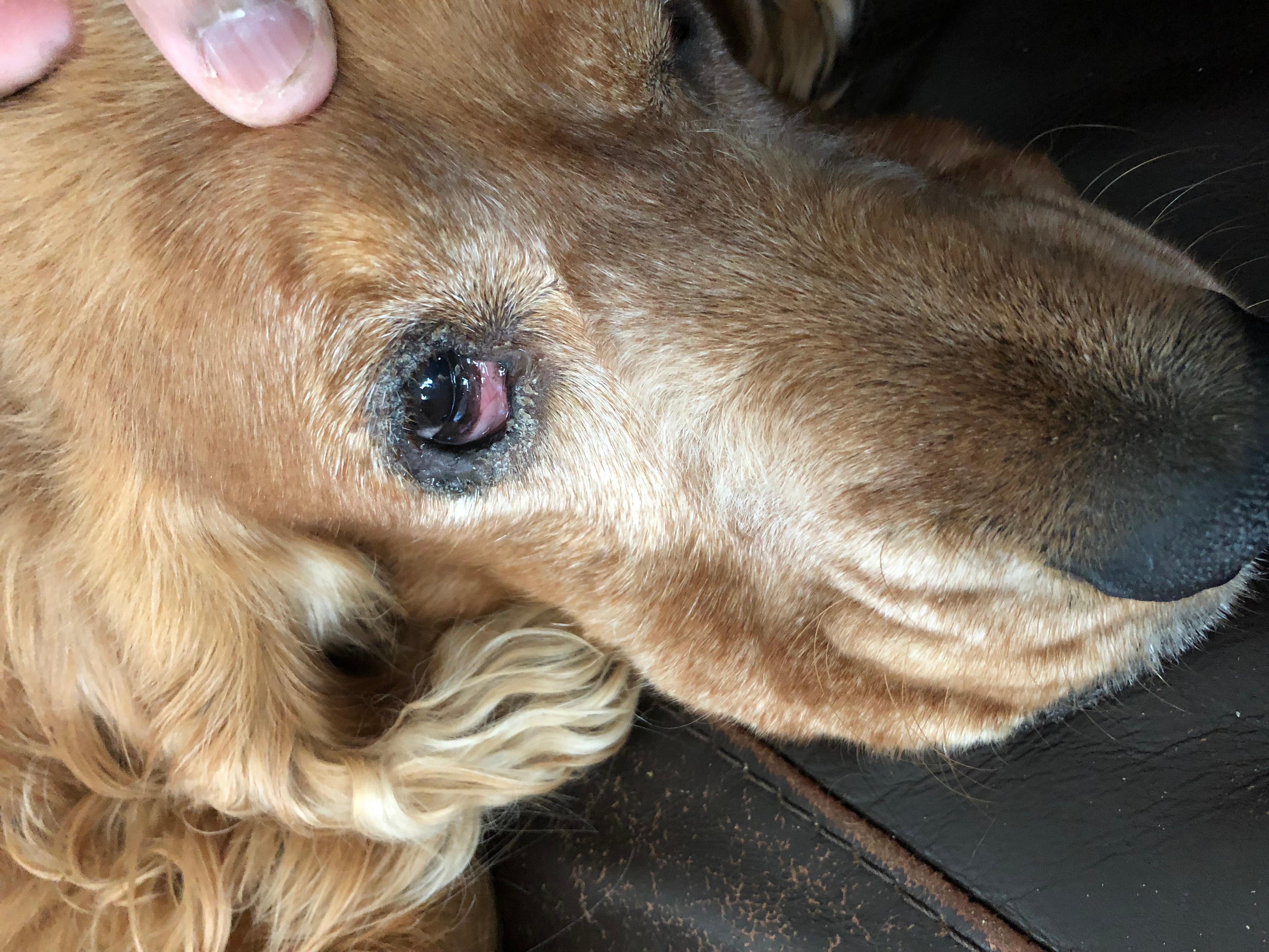 My Cocker Spaniel Has Red, Crusty Eyes. Is It Dry Eye? | Petco