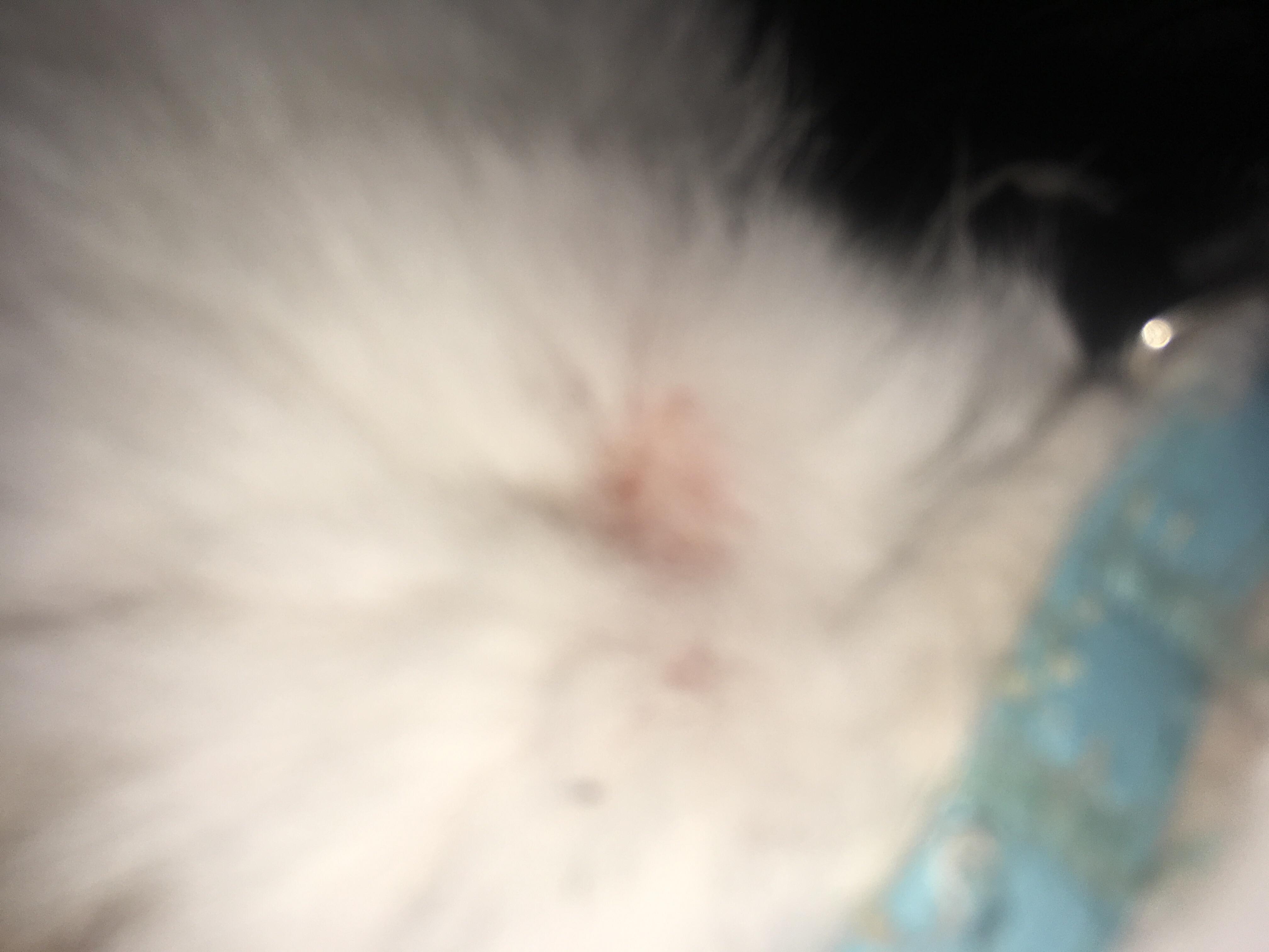 Why do my cat's red neck marks still feel bumpy after healing? | Petco