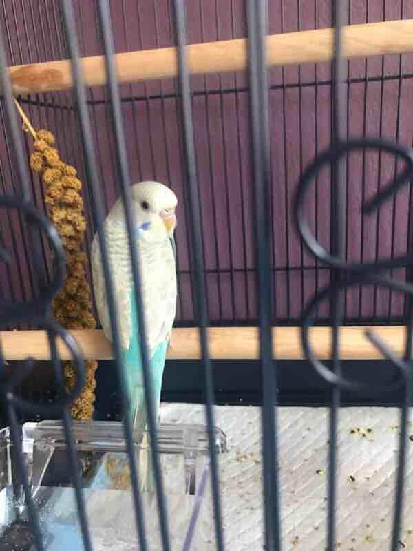 First Parakeet: Essential Care, Taming & Habitat Setup Guide | Petco