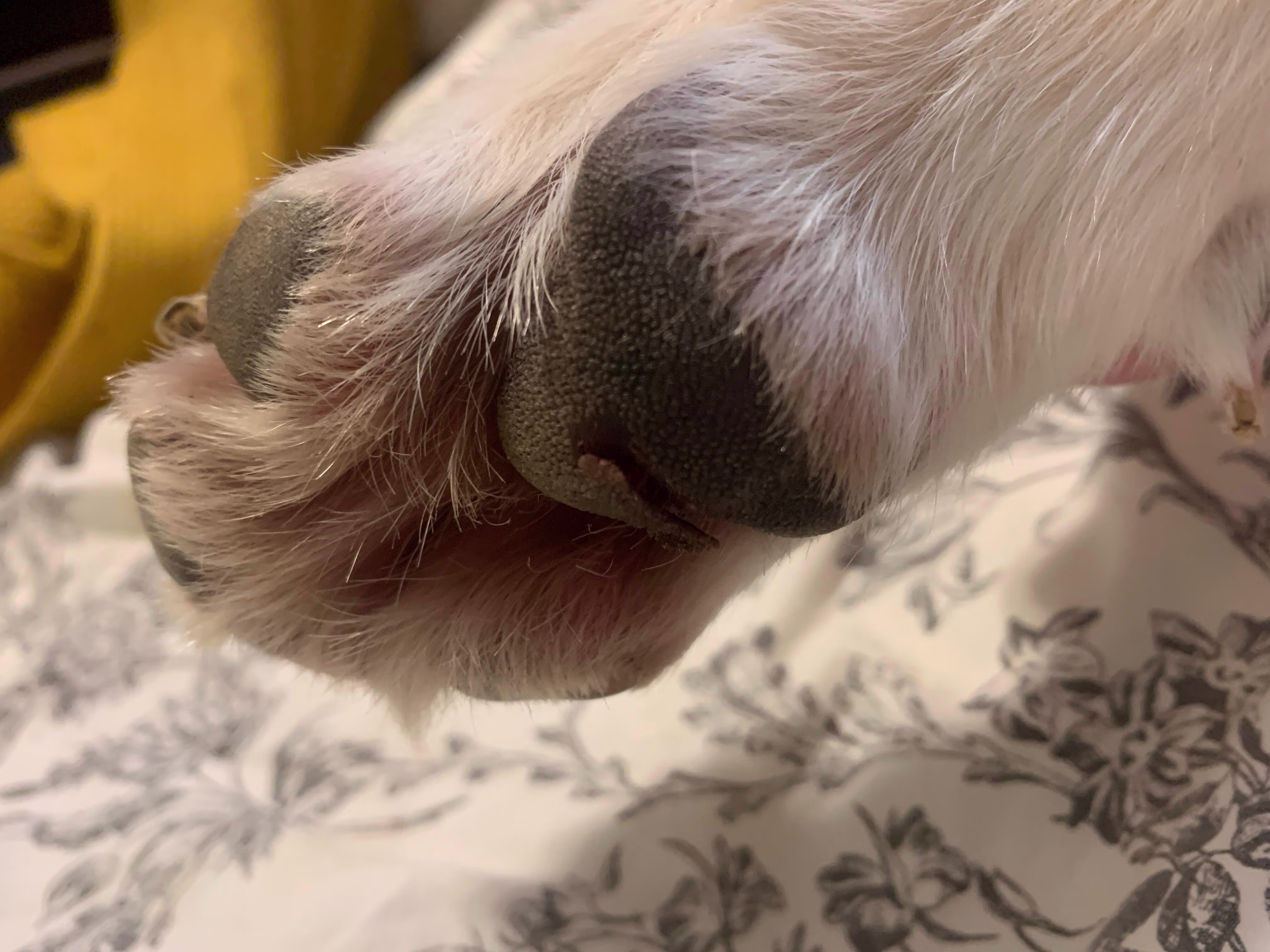 My Dog Cut Paw 5 Days Ago: Vet Needed or Will It Heal? | Petco